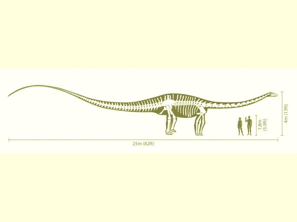 Diplodocus Wallpapers - Wallpaper Cave