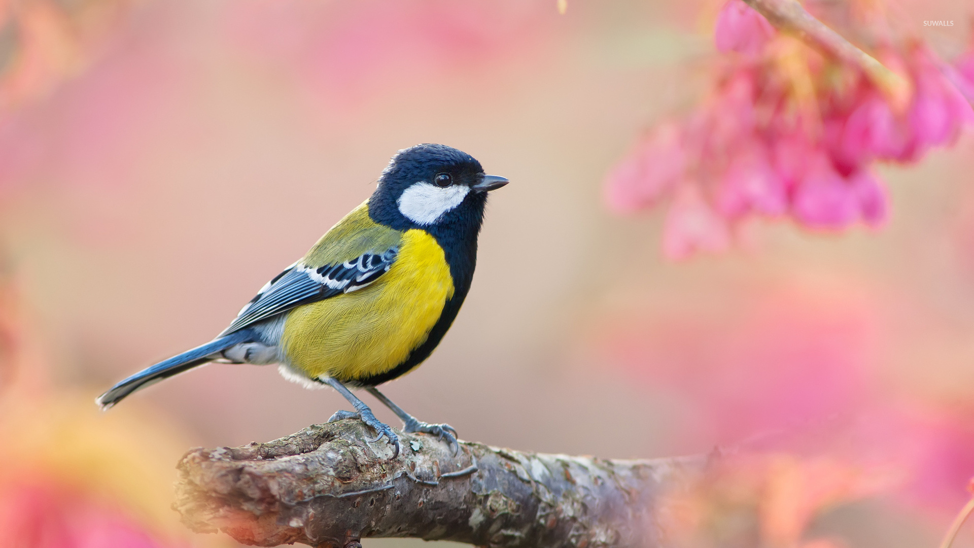 Small Birds Wallpapers - Wallpaper Cave