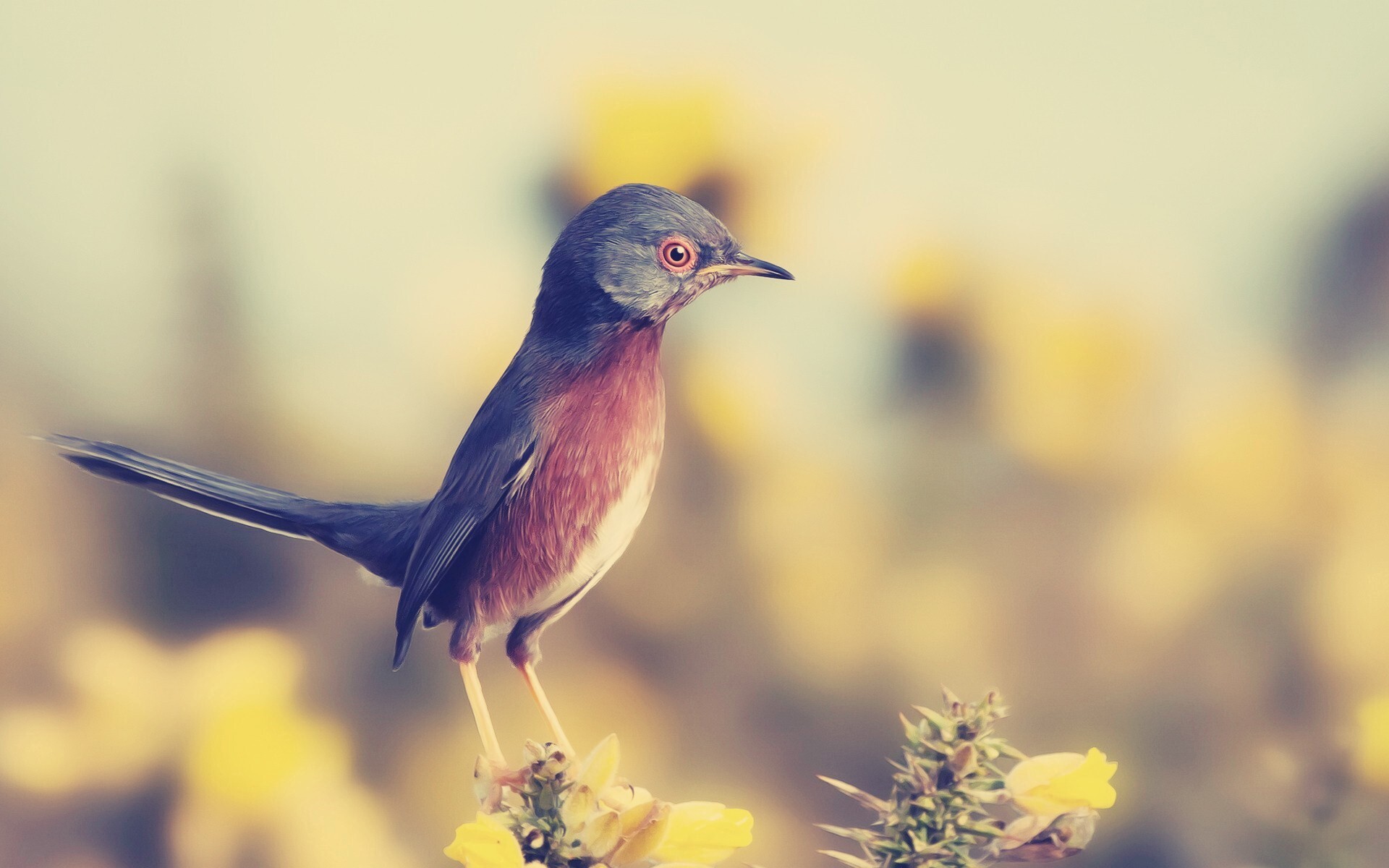Small Birds Wallpapers - Wallpaper Cave