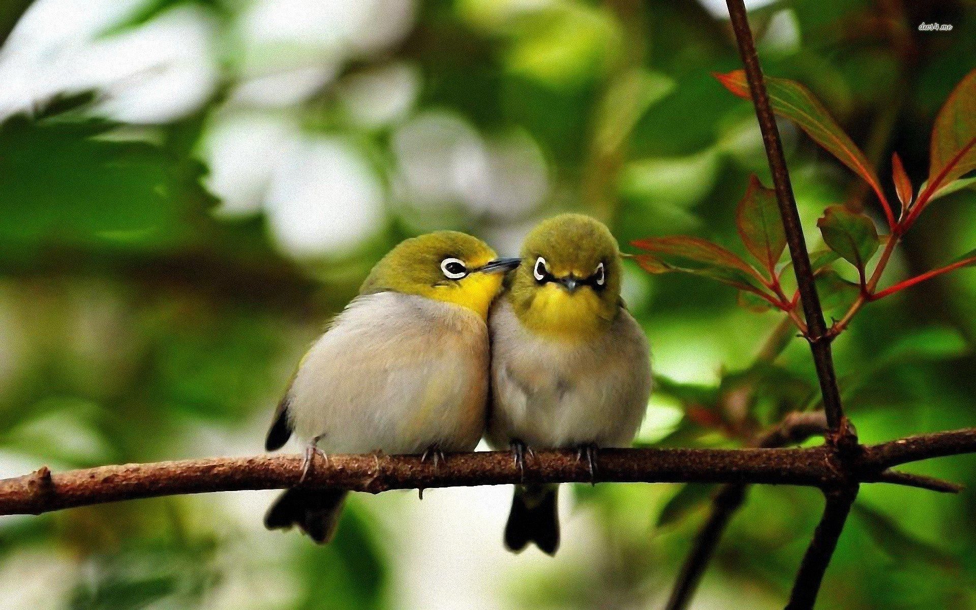 Small Birds Wallpapers - Wallpaper Cave