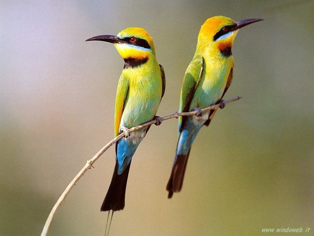 Small Birds Wallpapers - Wallpaper Cave