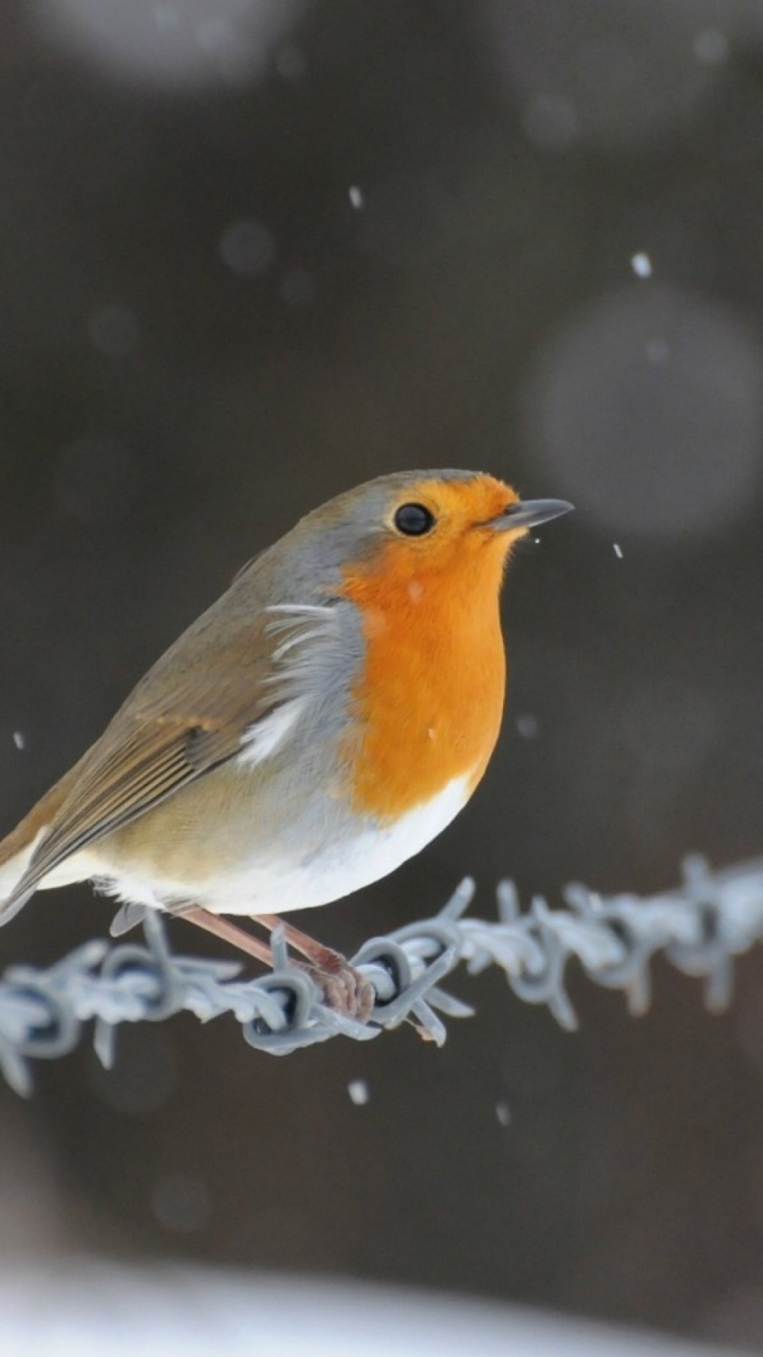 Small Birds Wallpapers - Wallpaper Cave