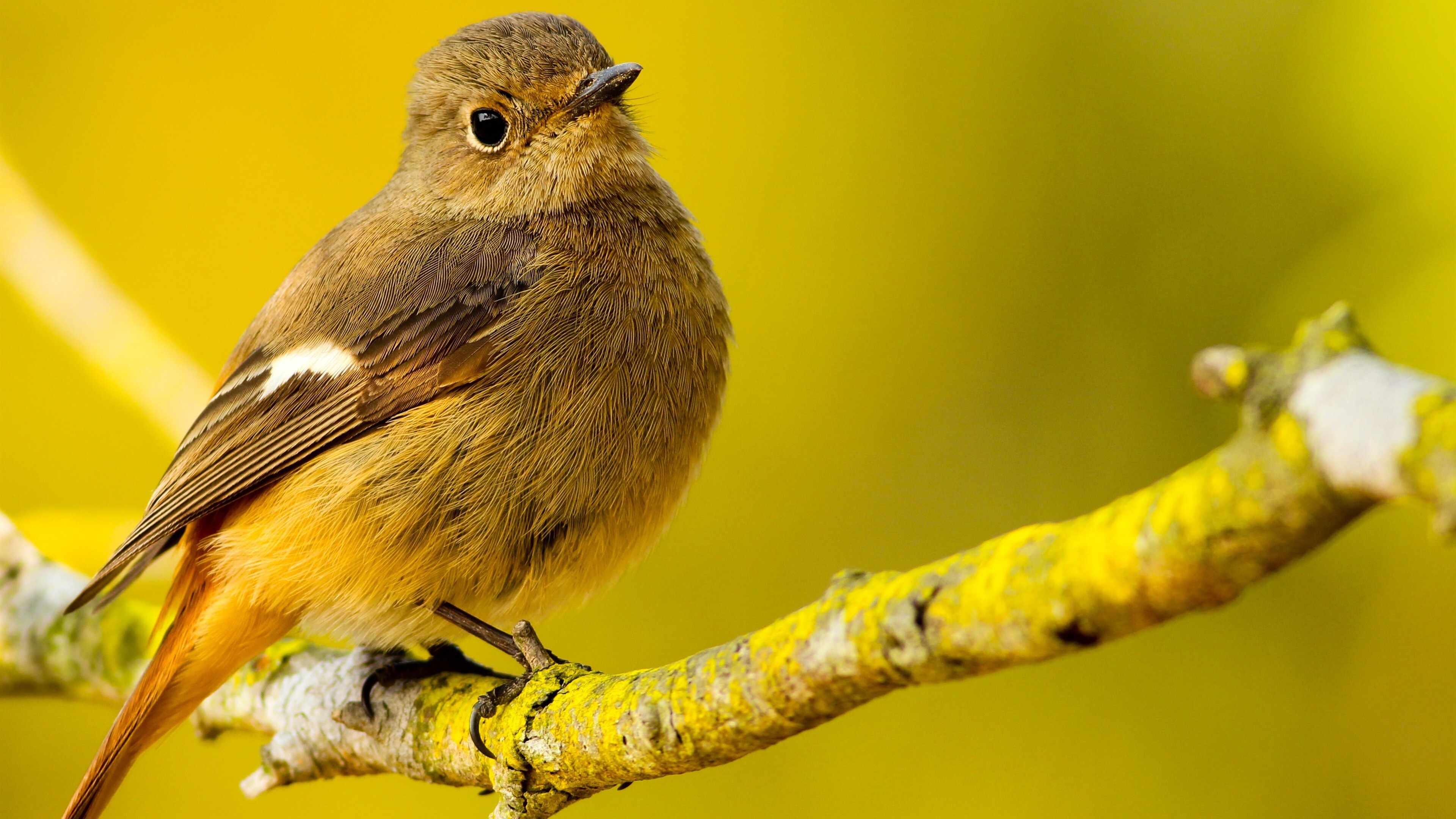 Small Birds Wallpapers - Wallpaper Cave