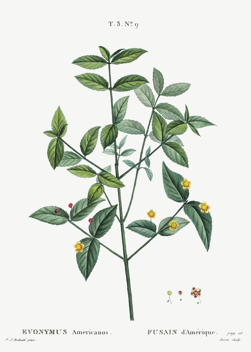 Euronymous Wallpapers - Wallpaper Cave