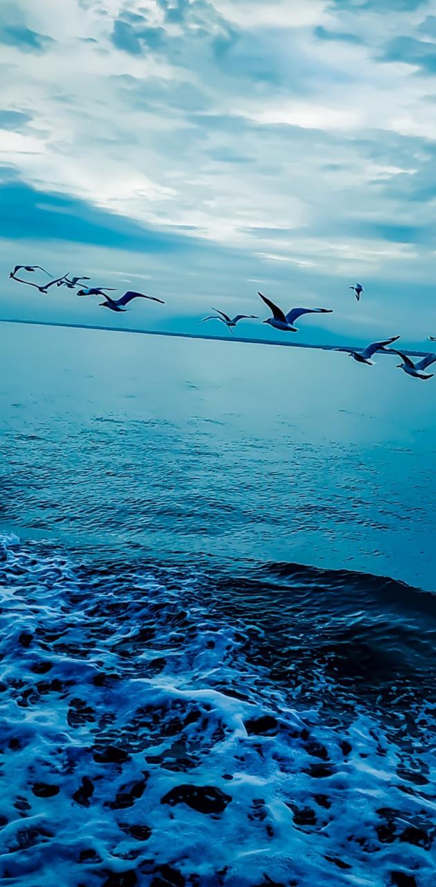 Sea Bird Wallpapers - Wallpaper Cave