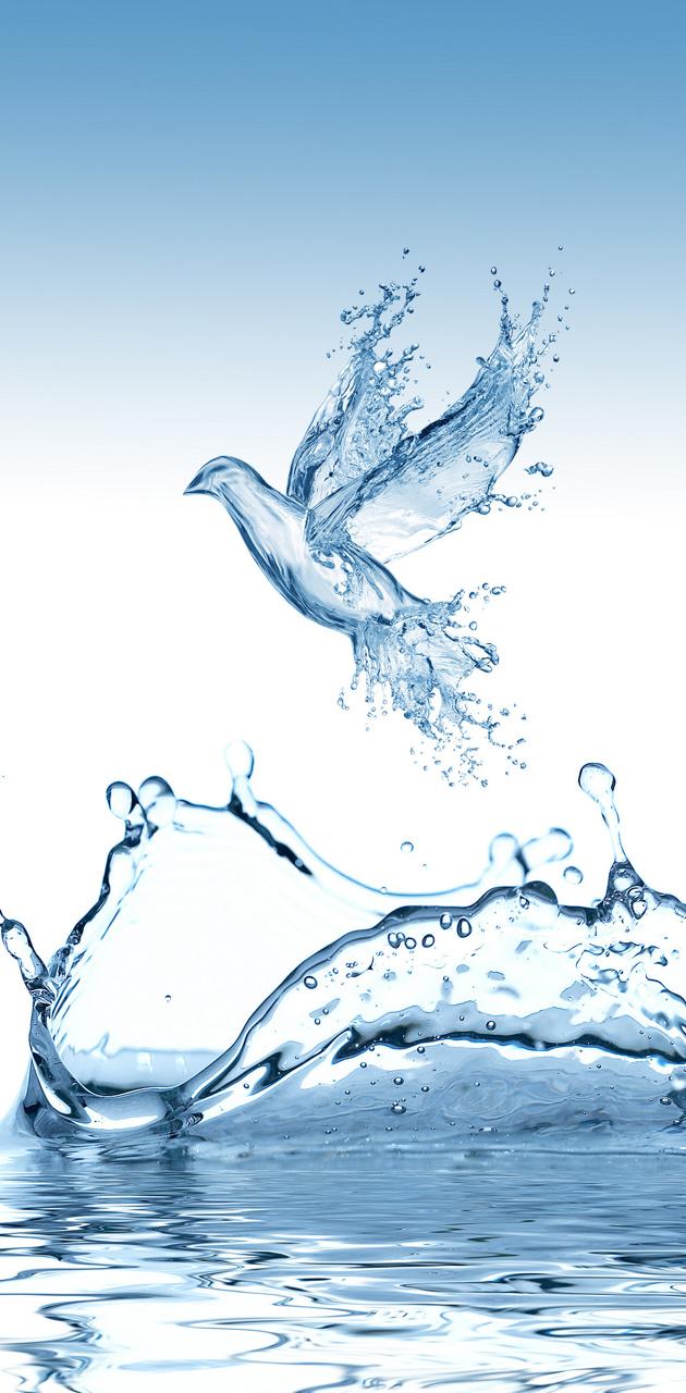 Sea Bird Wallpapers - Wallpaper Cave