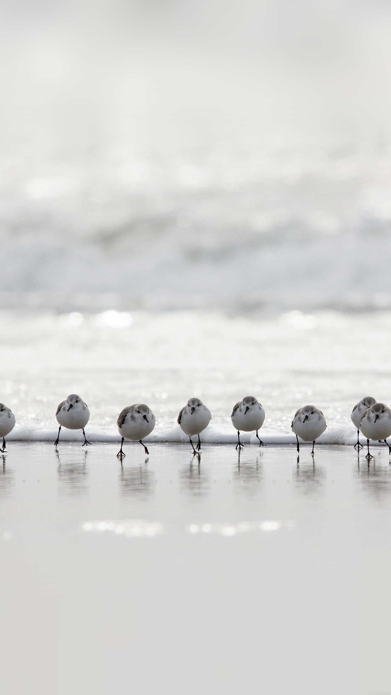 Sea Bird Wallpapers - Wallpaper Cave