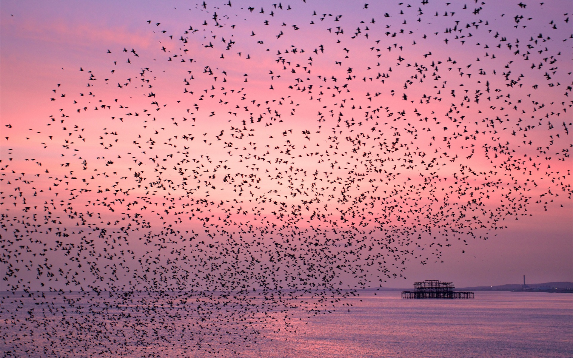 Sea Bird Wallpapers - Wallpaper Cave