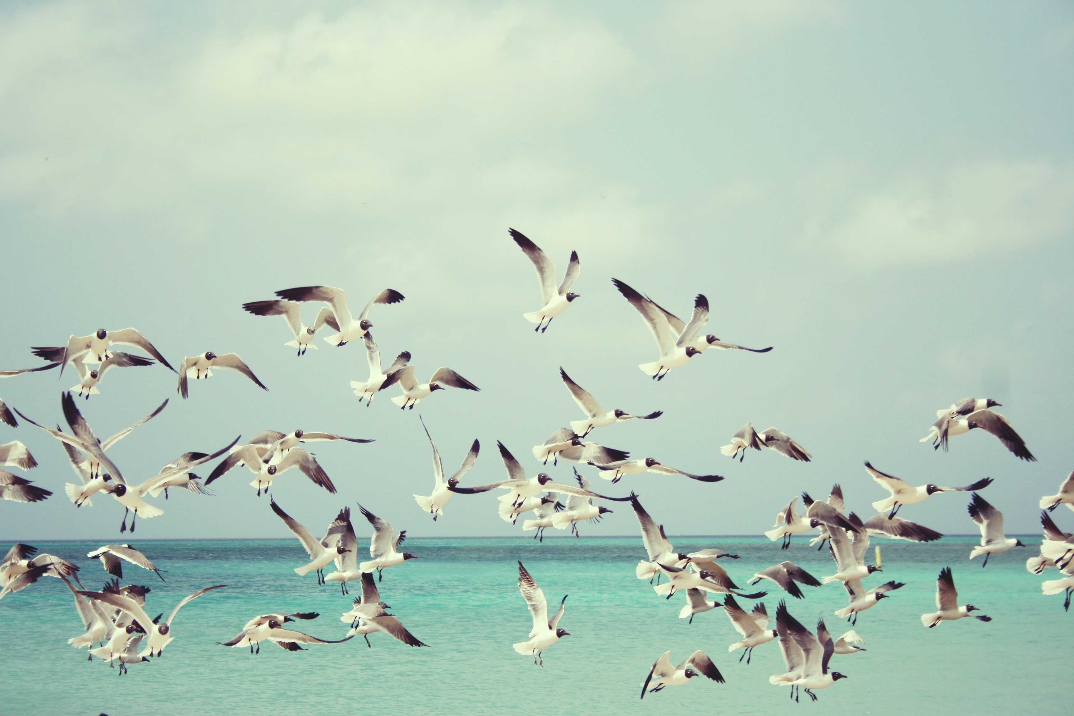 Sea Bird Wallpapers - Wallpaper Cave
