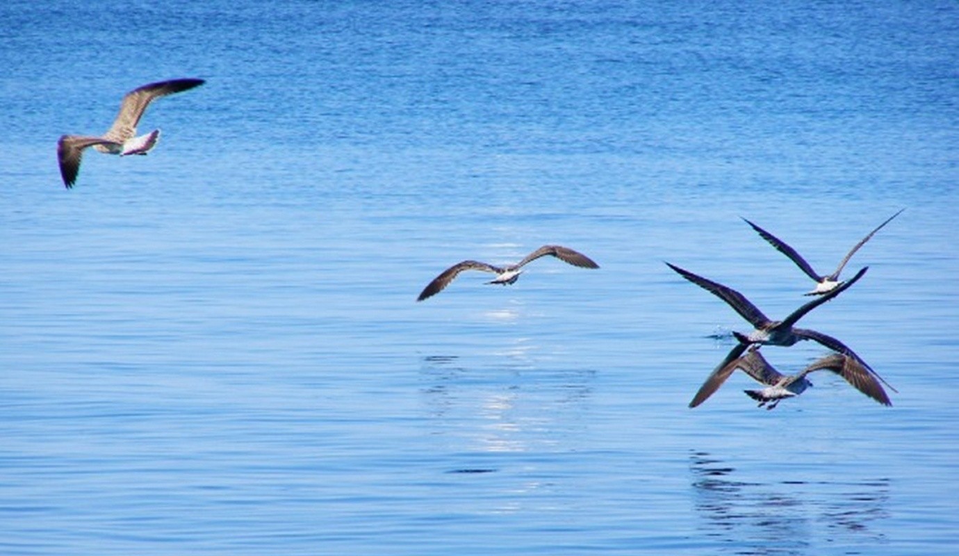 Sea Bird Wallpapers - Wallpaper Cave