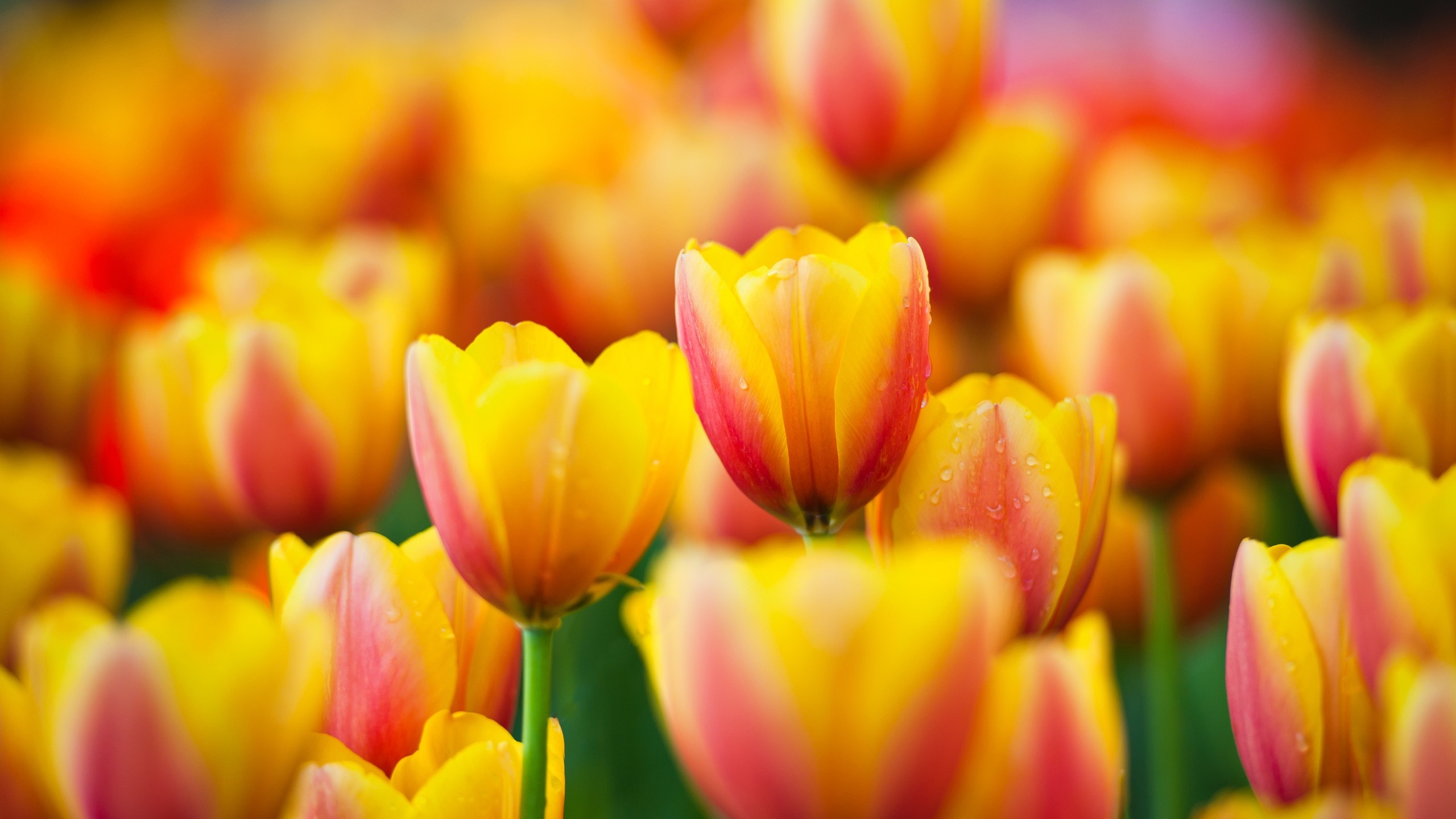 Tulip Computer Wallpapers - Wallpaper Cave