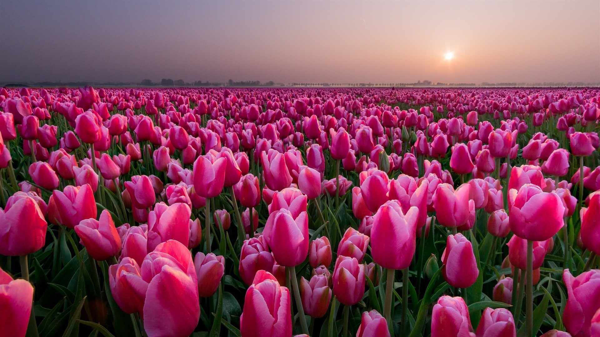 Tulip Computer Wallpapers - Wallpaper Cave