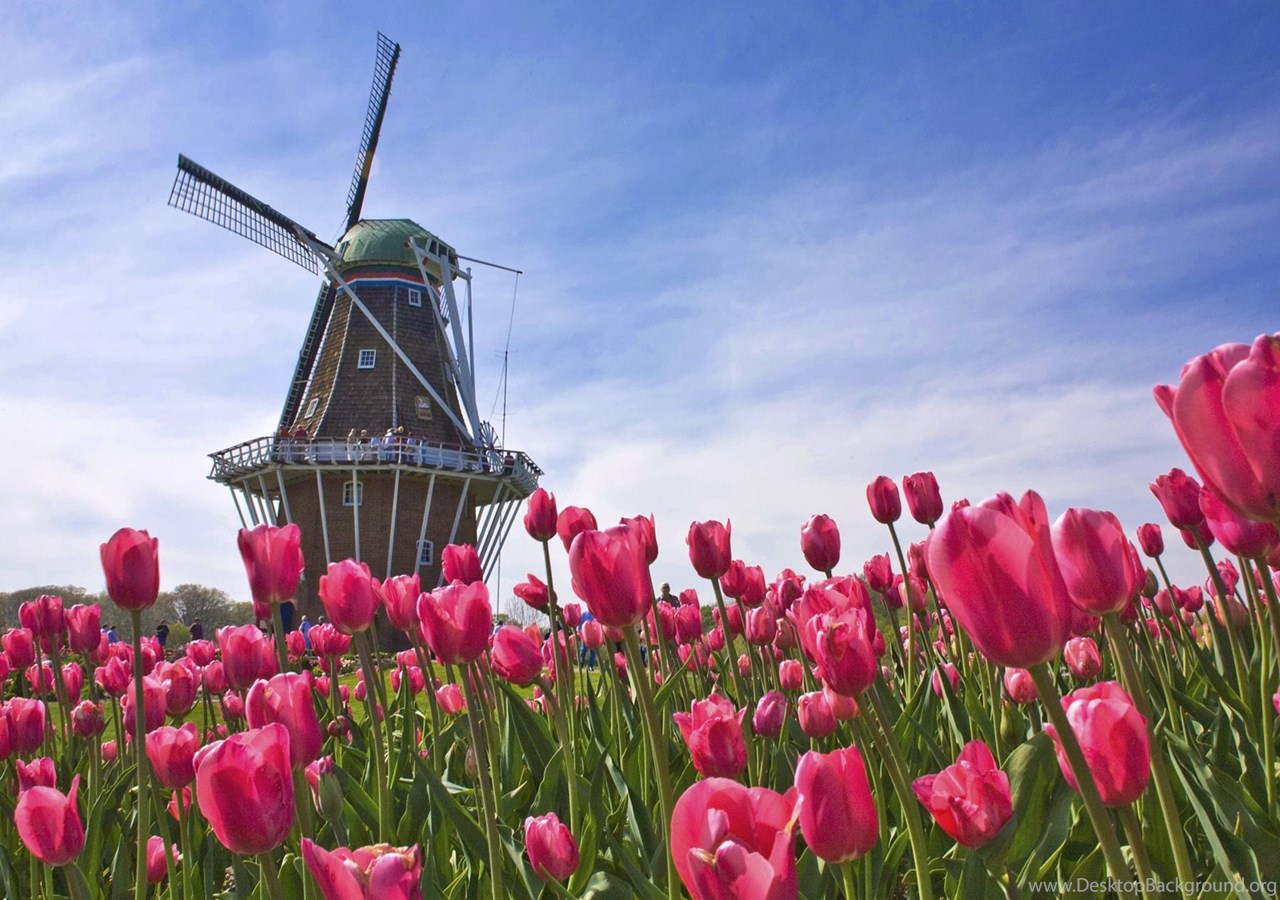 Tulip Computer Wallpapers - Wallpaper Cave