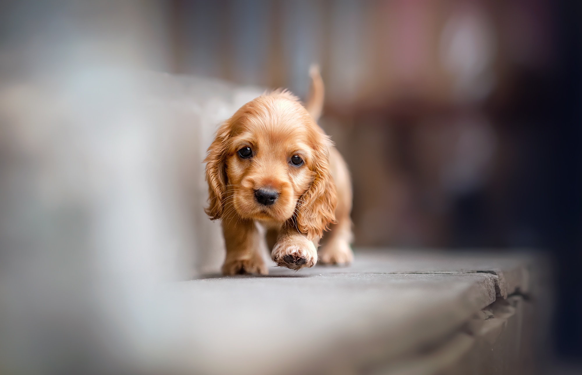 English Cocker Spaniel Wallpapers - Wallpaper Cave