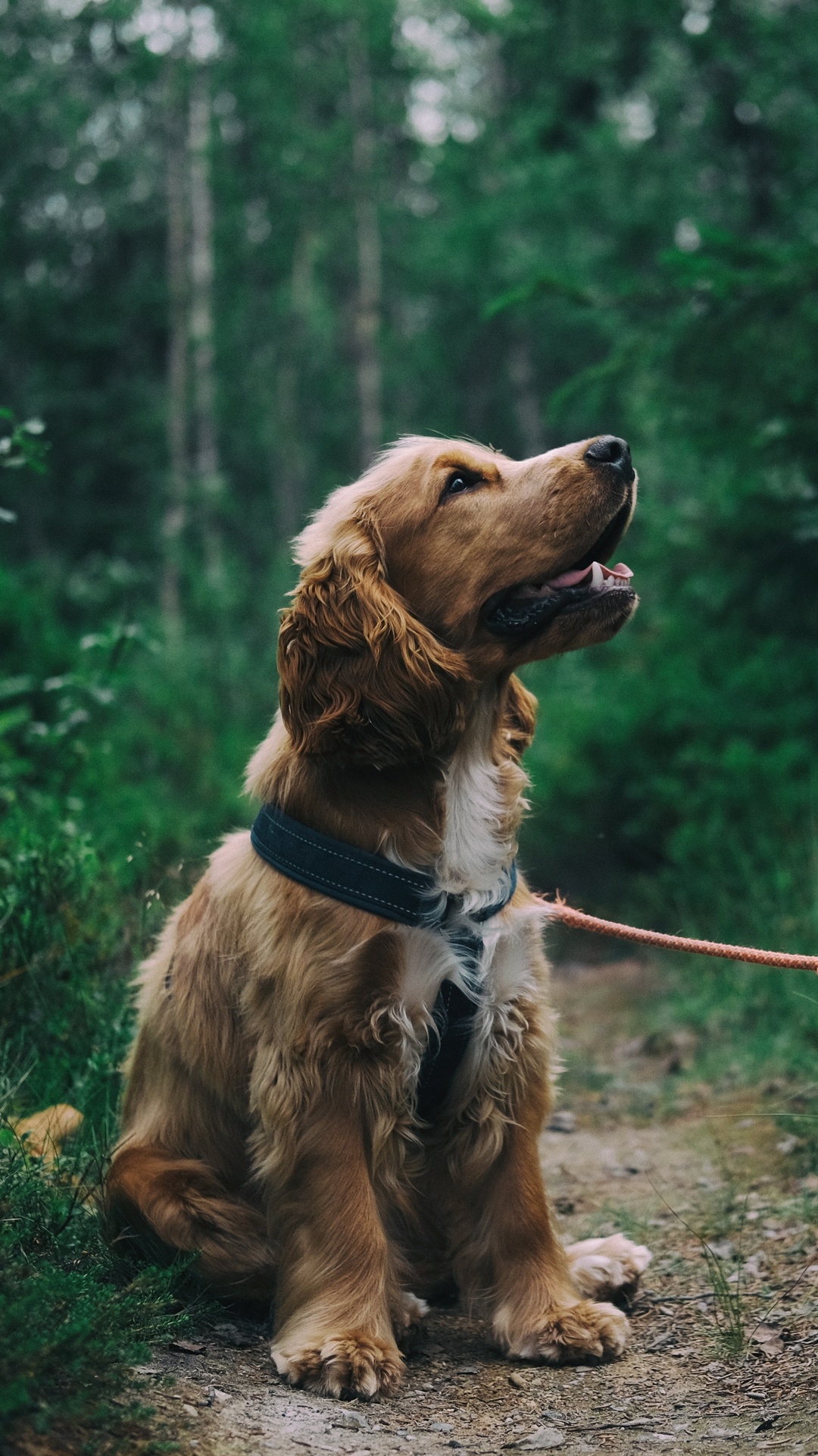 English Cocker Spaniel Wallpapers - Wallpaper Cave
