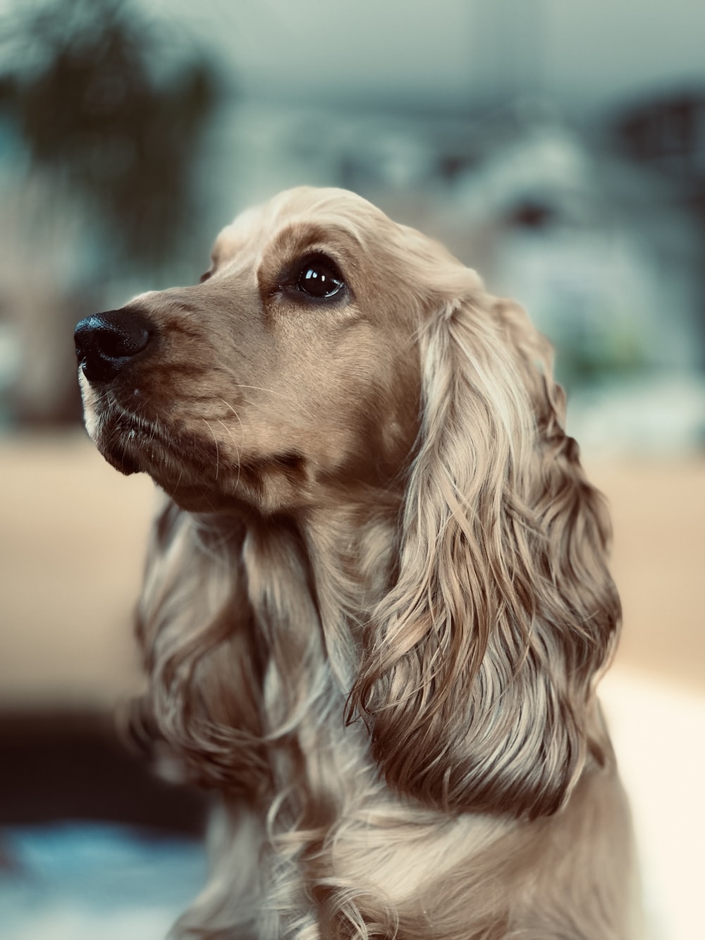 English Cocker Spaniel Wallpapers - Wallpaper Cave