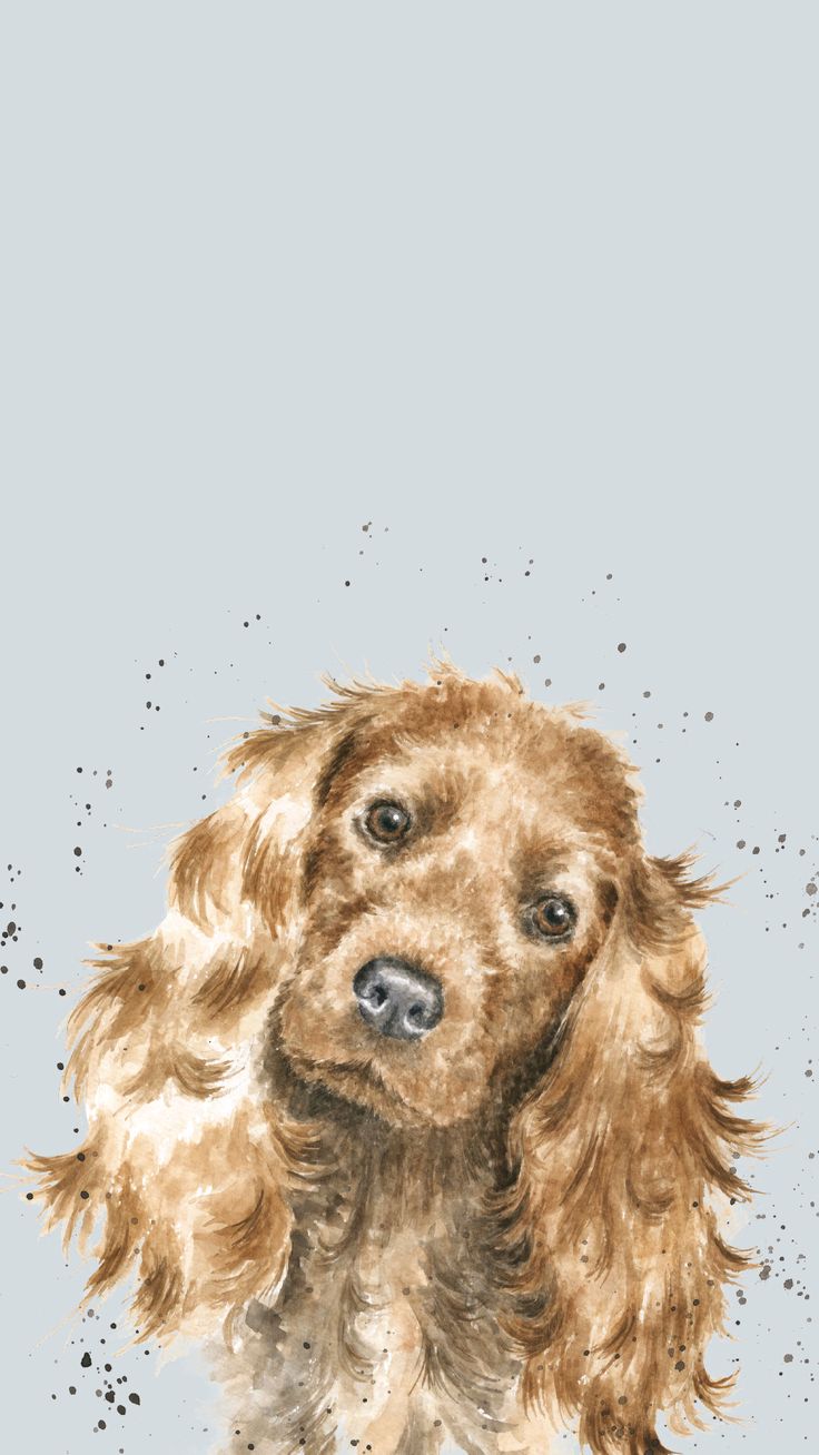 English Cocker Spaniel Wallpapers - Wallpaper Cave
