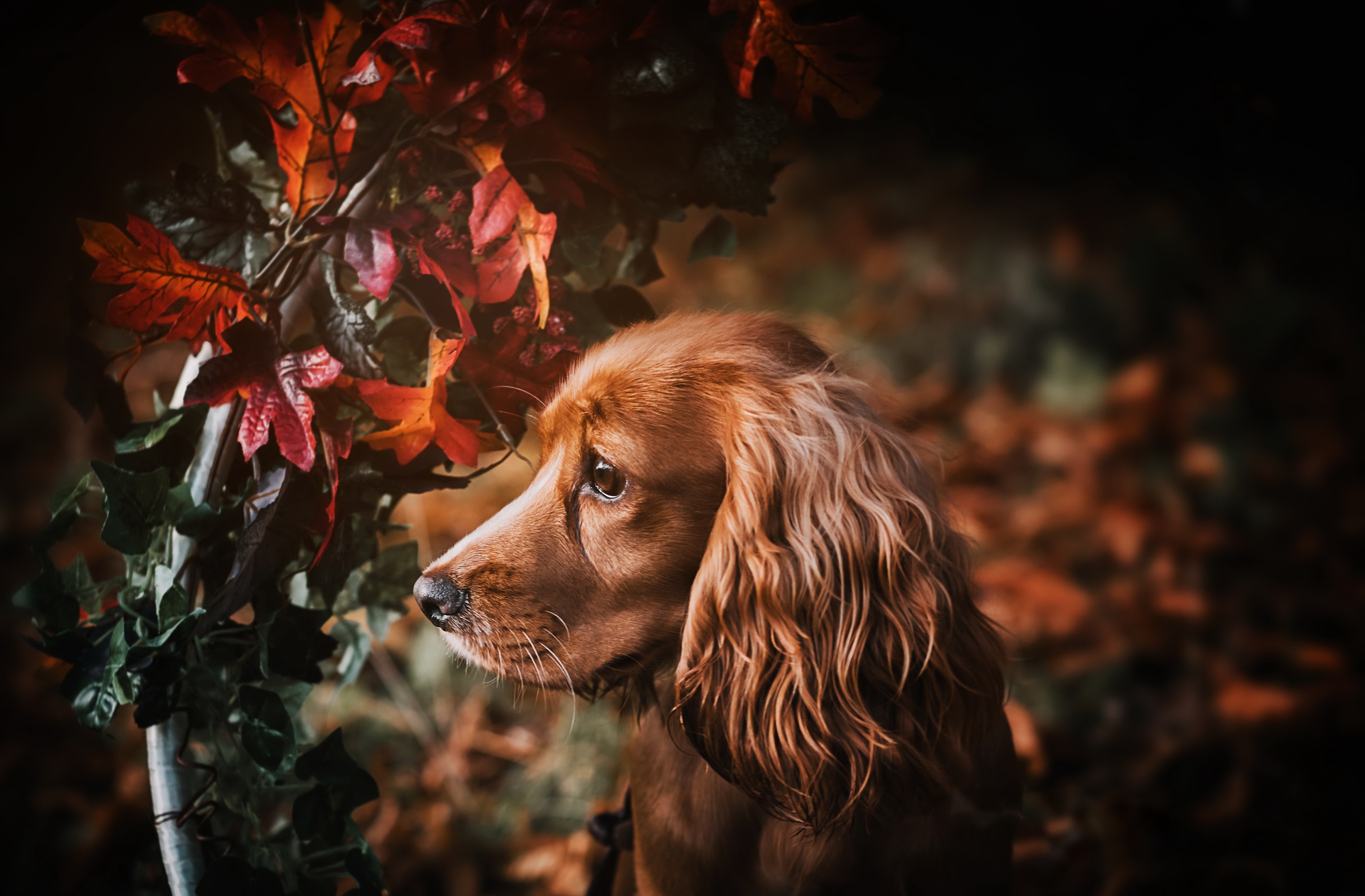 English Cocker Spaniel Wallpapers - Wallpaper Cave