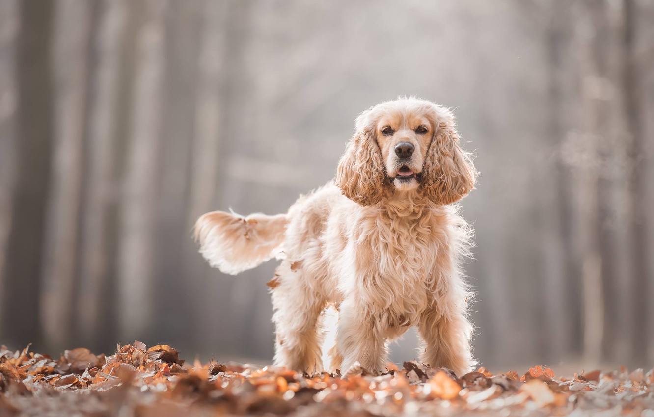 English Cocker Spaniel Wallpapers - Wallpaper Cave
