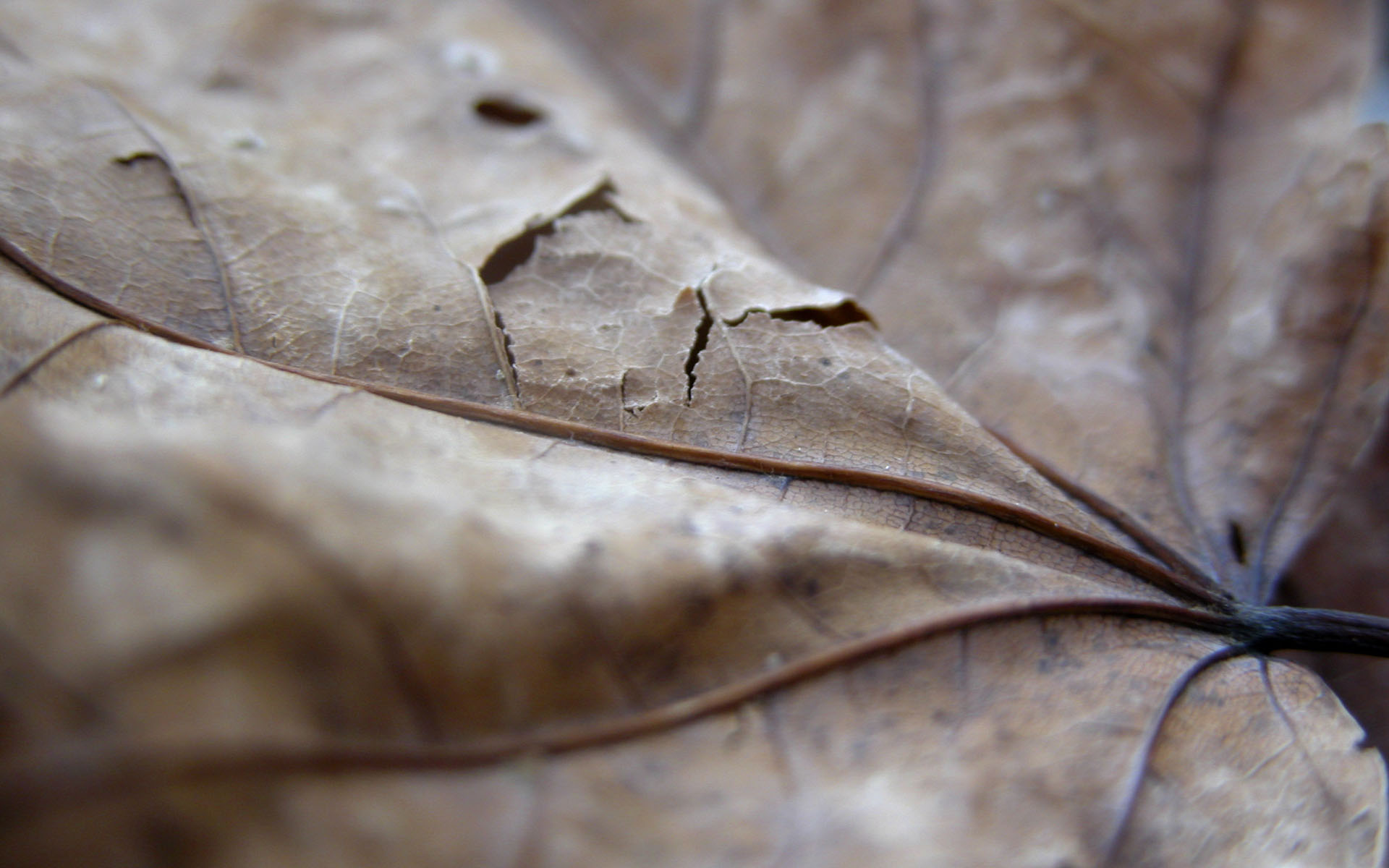 Dry Leaf Wallpapers - Wallpaper Cave