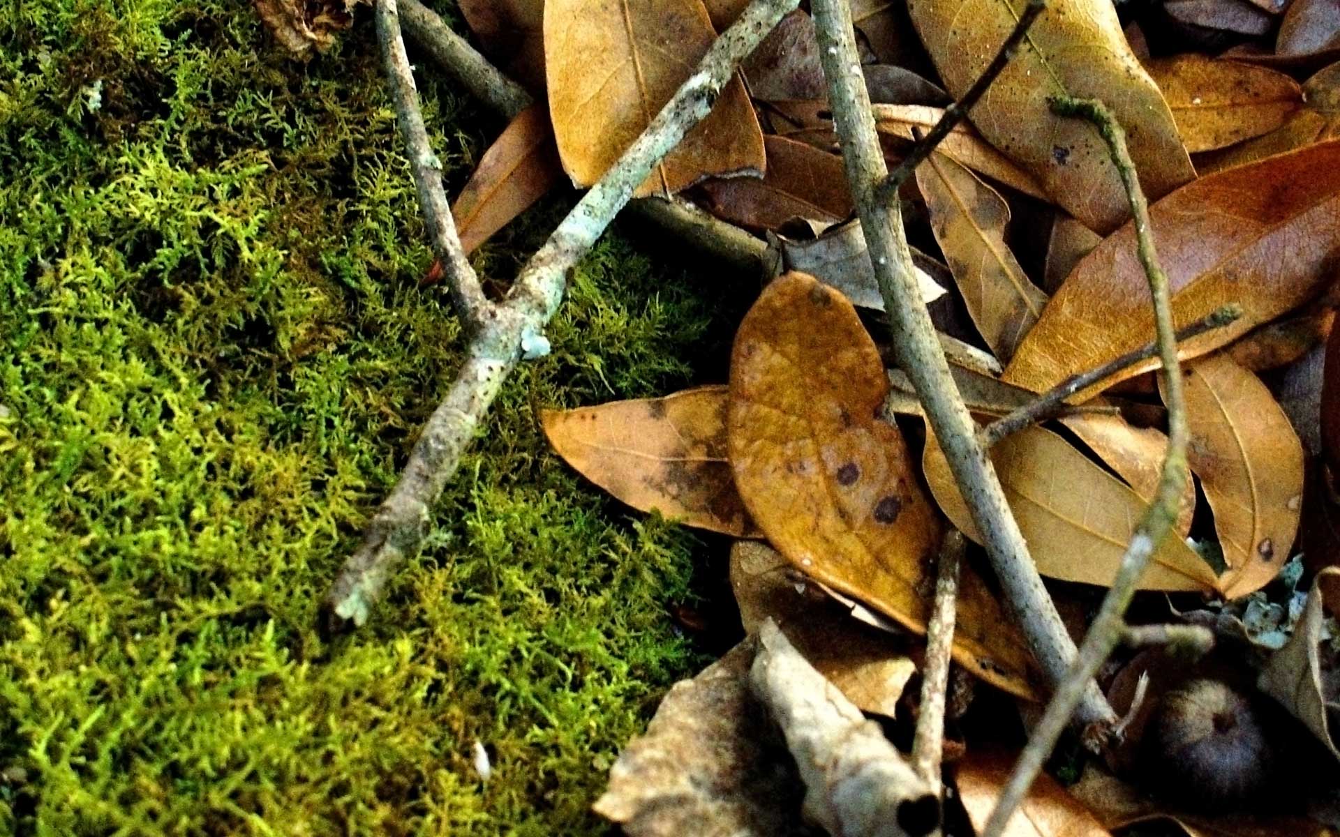 Dry Leaf Wallpapers - Wallpaper Cave