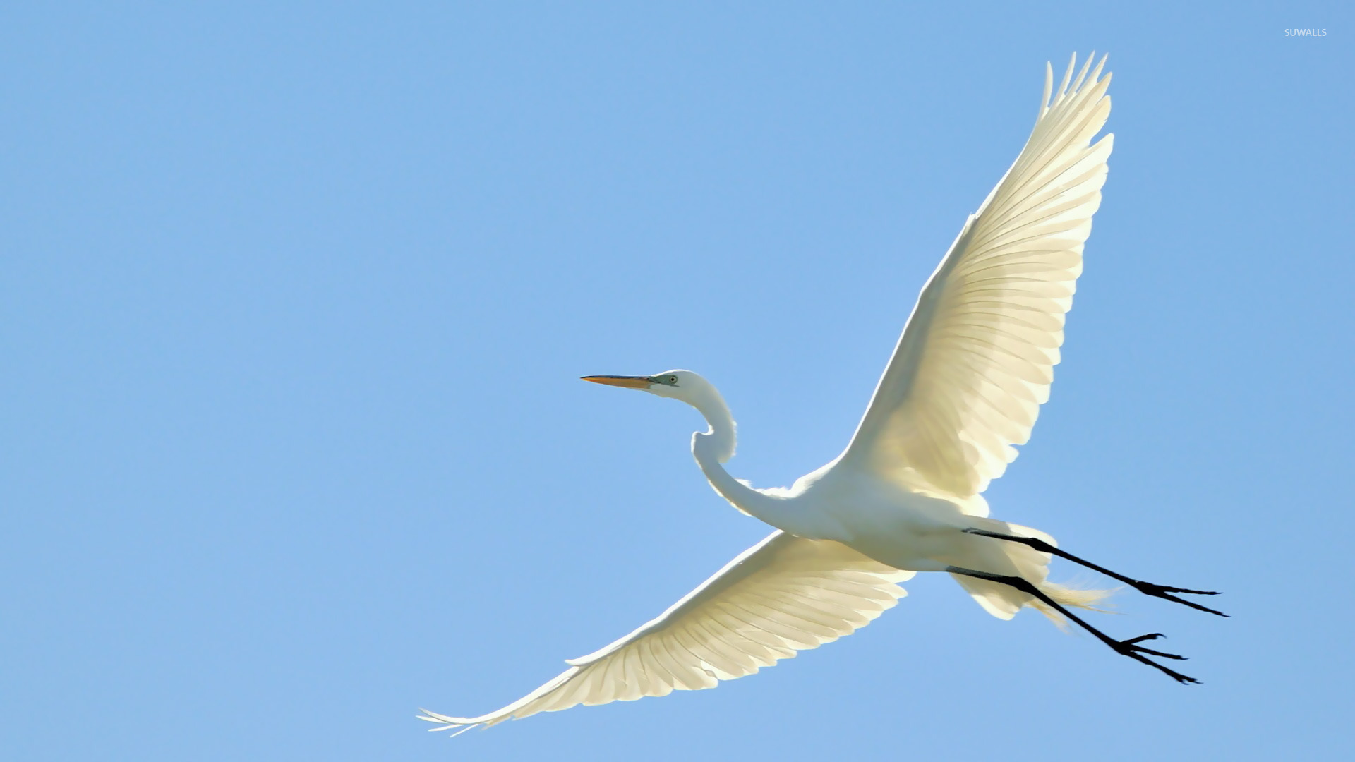 Egret Wallpapers - Wallpaper Cave