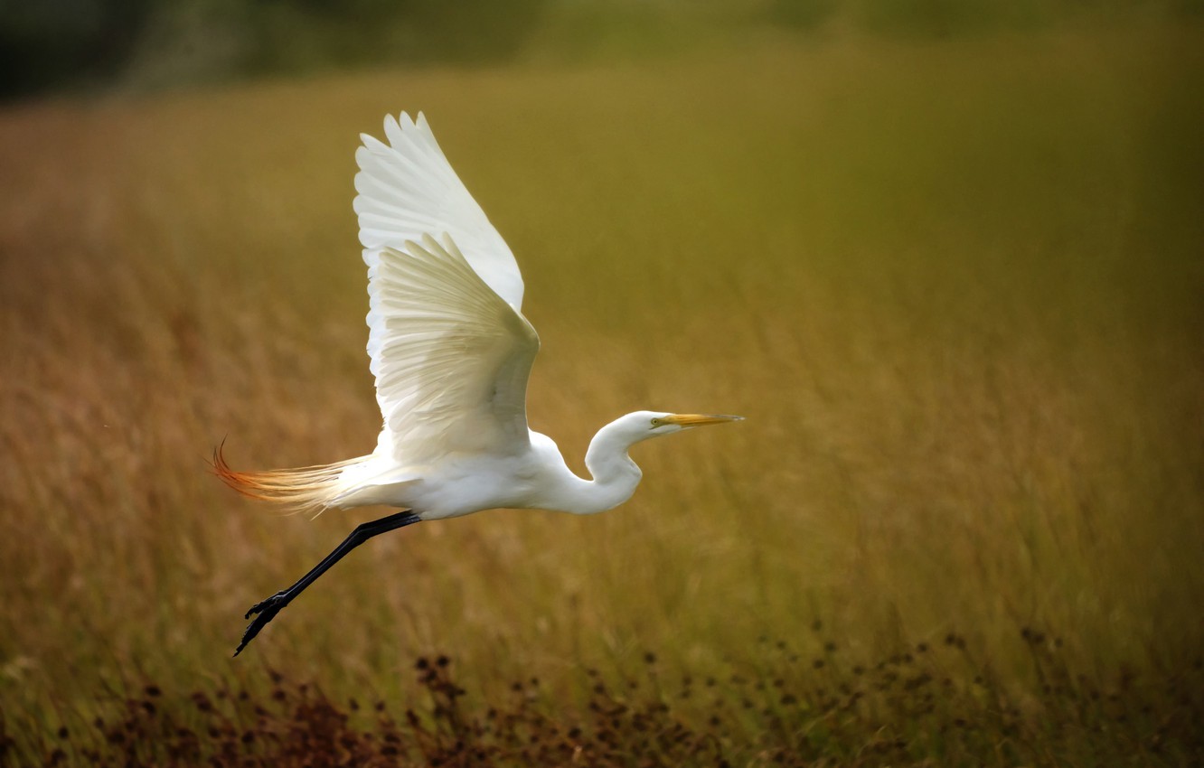Egret Wallpapers - Wallpaper Cave