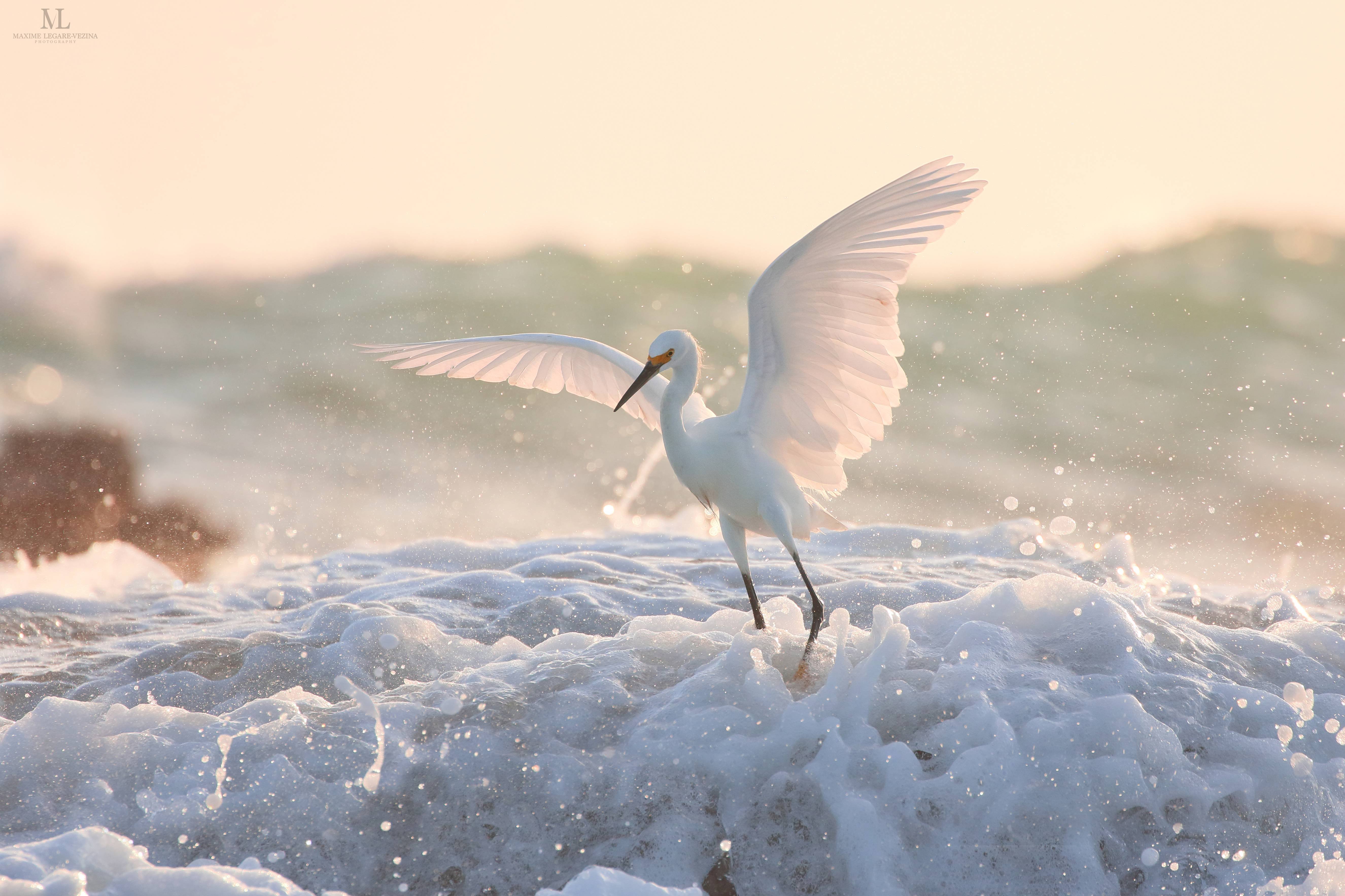 Egret Wallpapers - Wallpaper Cave