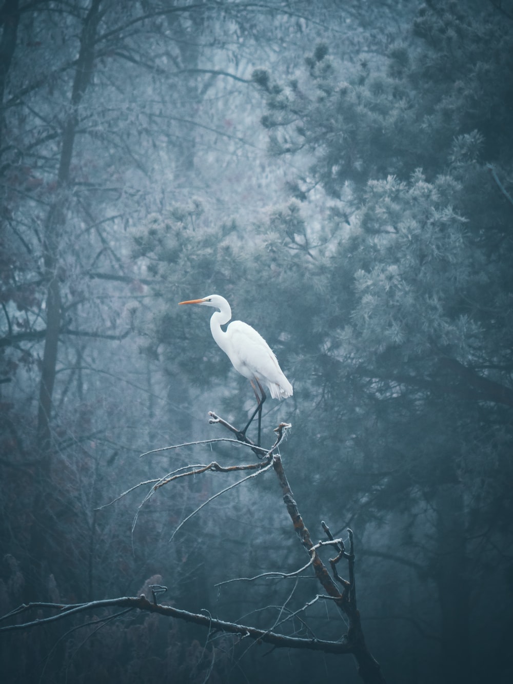 Egret Wallpapers - Wallpaper Cave