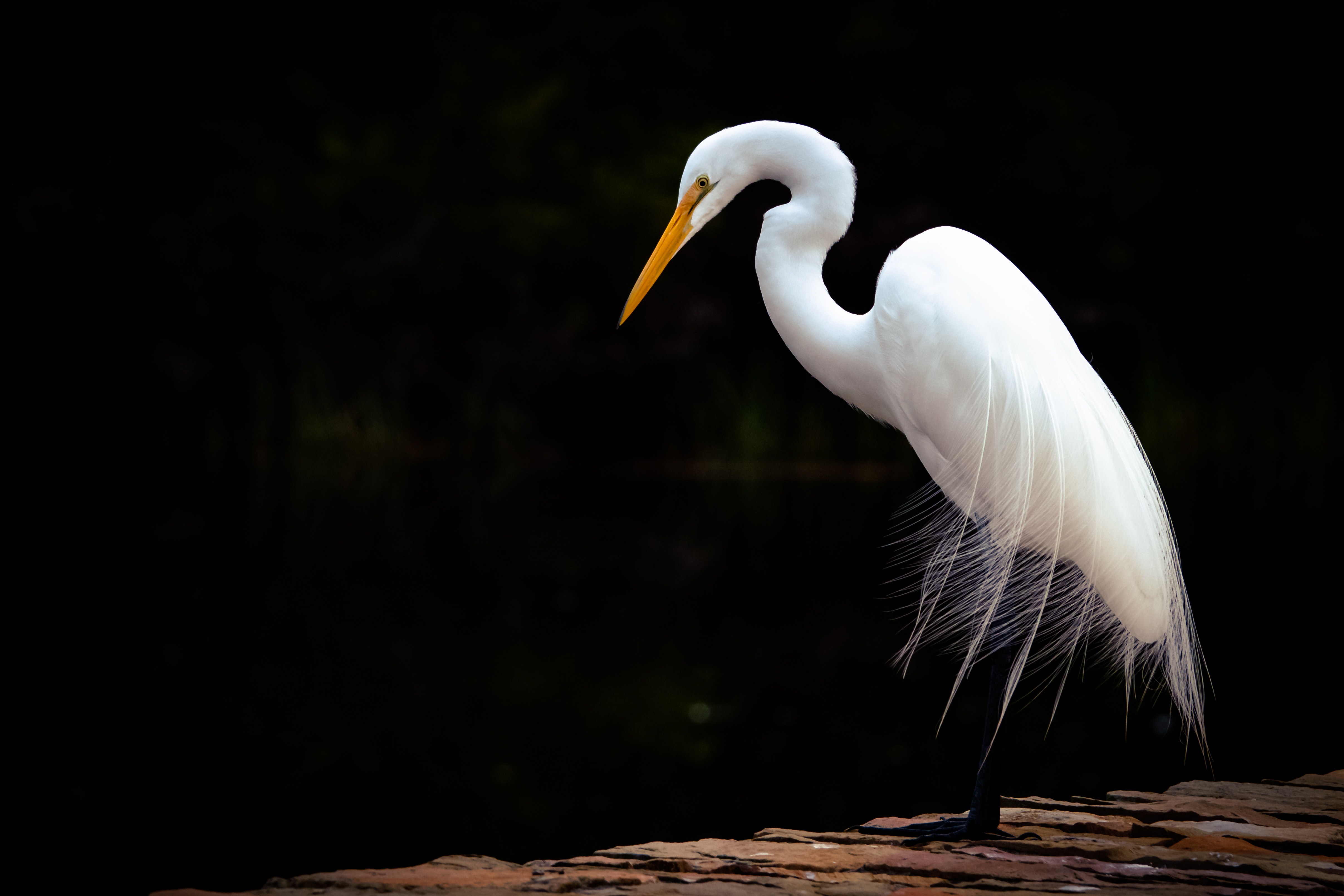 Egret Wallpapers - Wallpaper Cave