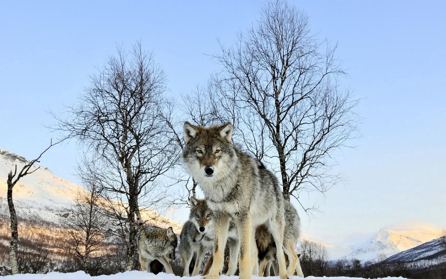 Pack Of Wolves Wallpapers - Wallpaper Cave