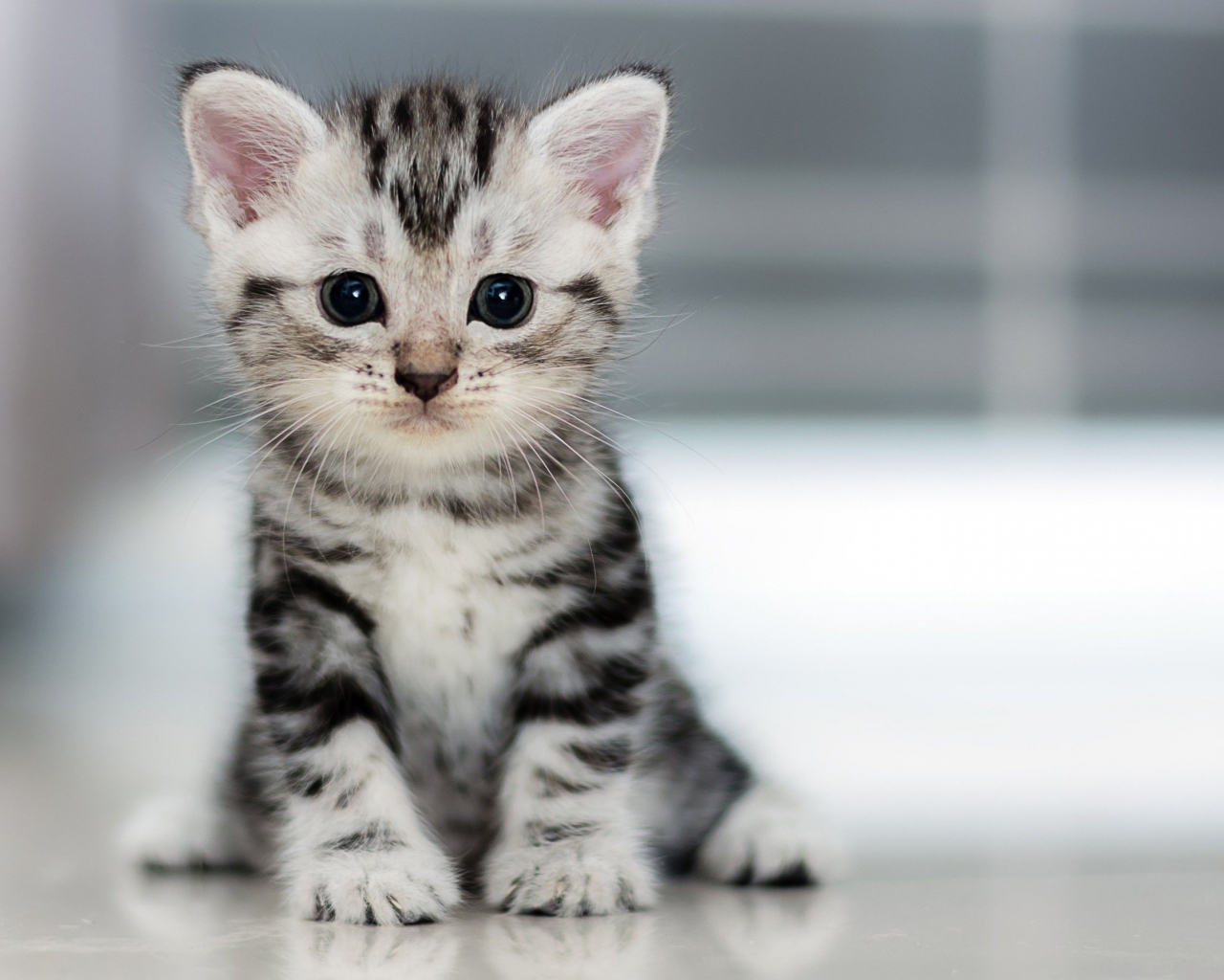 Tiny Cats Wallpapers - Wallpaper Cave