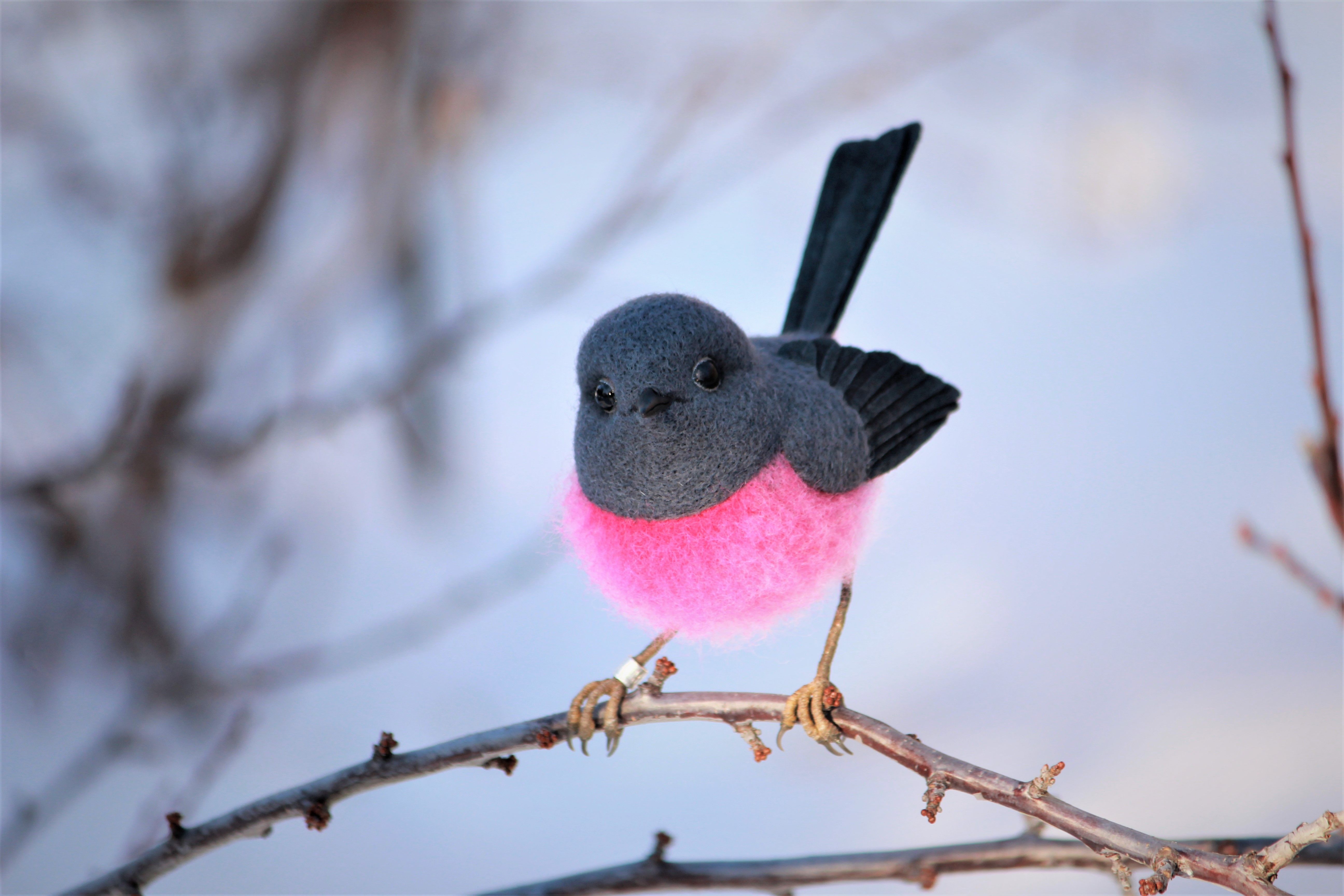 Pinky Robin Wallpapers - Wallpaper Cave