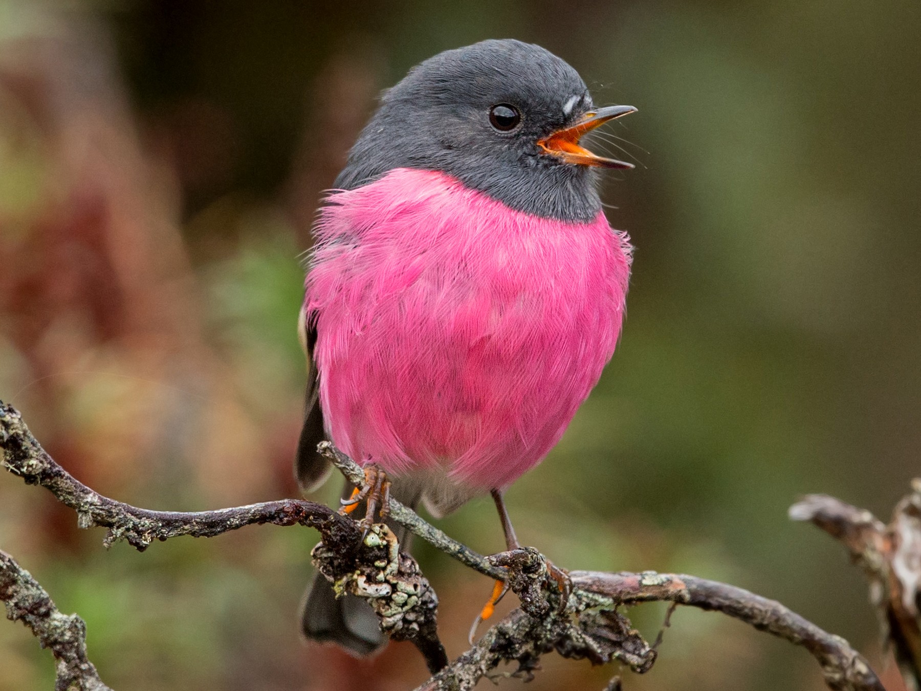 Pinky Robin Wallpapers - Wallpaper Cave