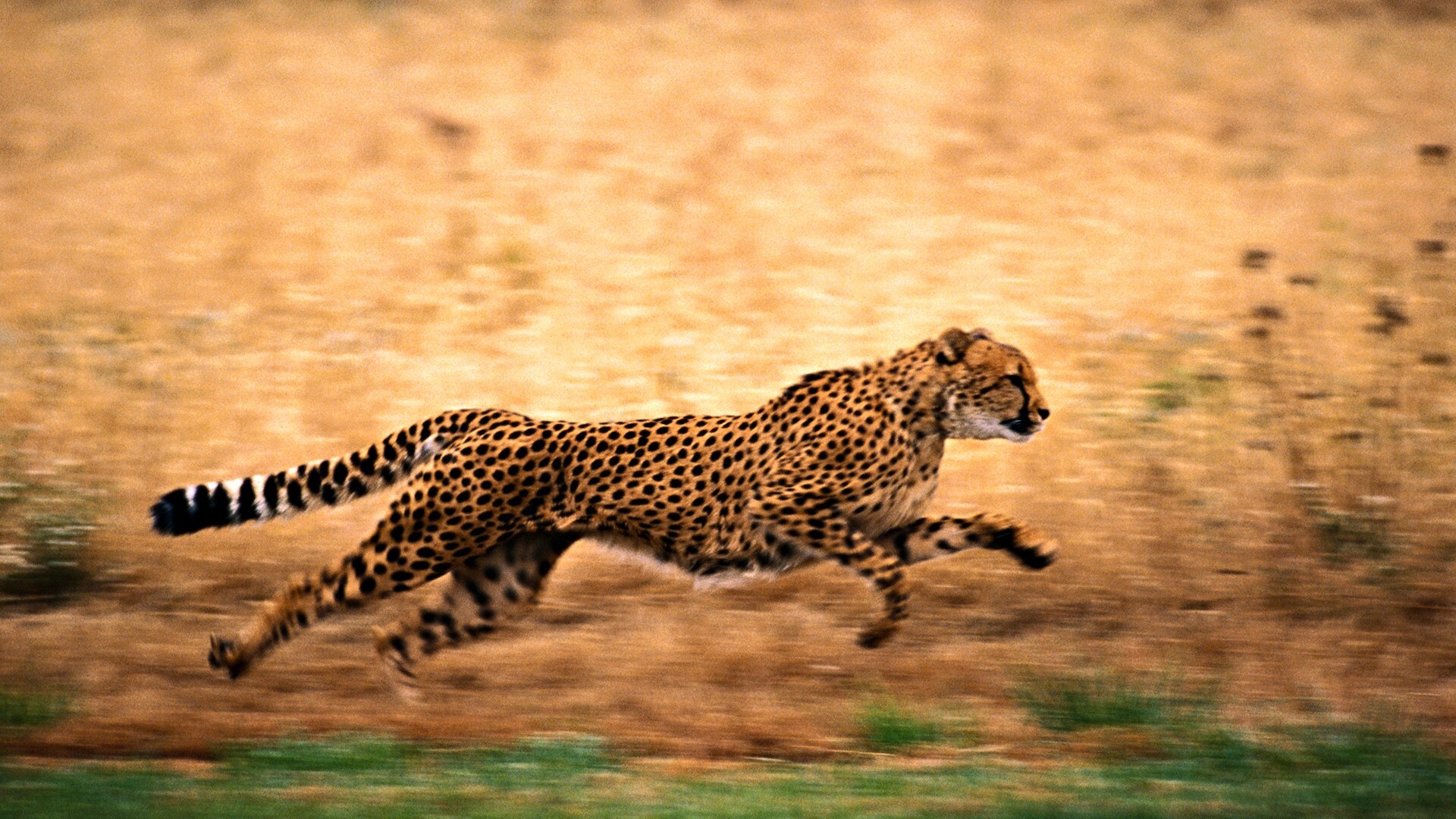 Cheetah Running Wallpapers - Wallpaper Cave