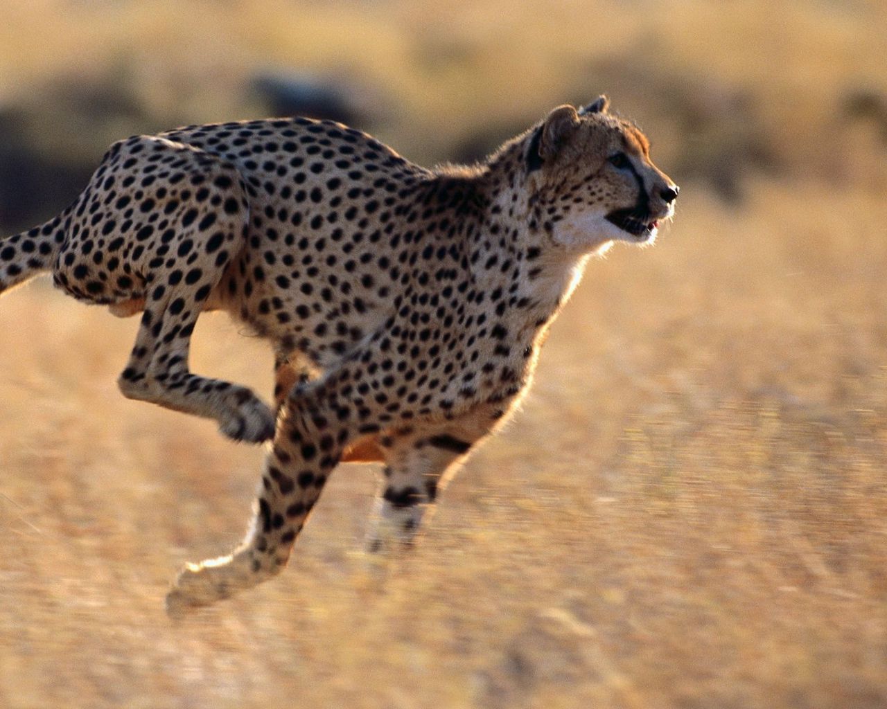 Cheetah Running Wallpapers - Wallpaper Cave