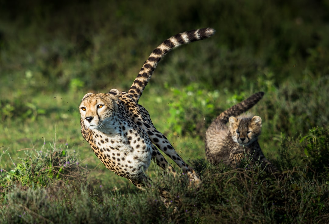 Cheetah Running Wallpapers - Wallpaper Cave