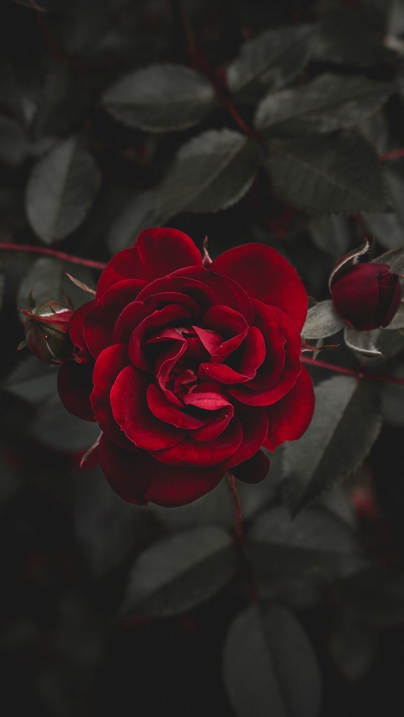 Dark Red Rose Wallpapers - Wallpaper Cave