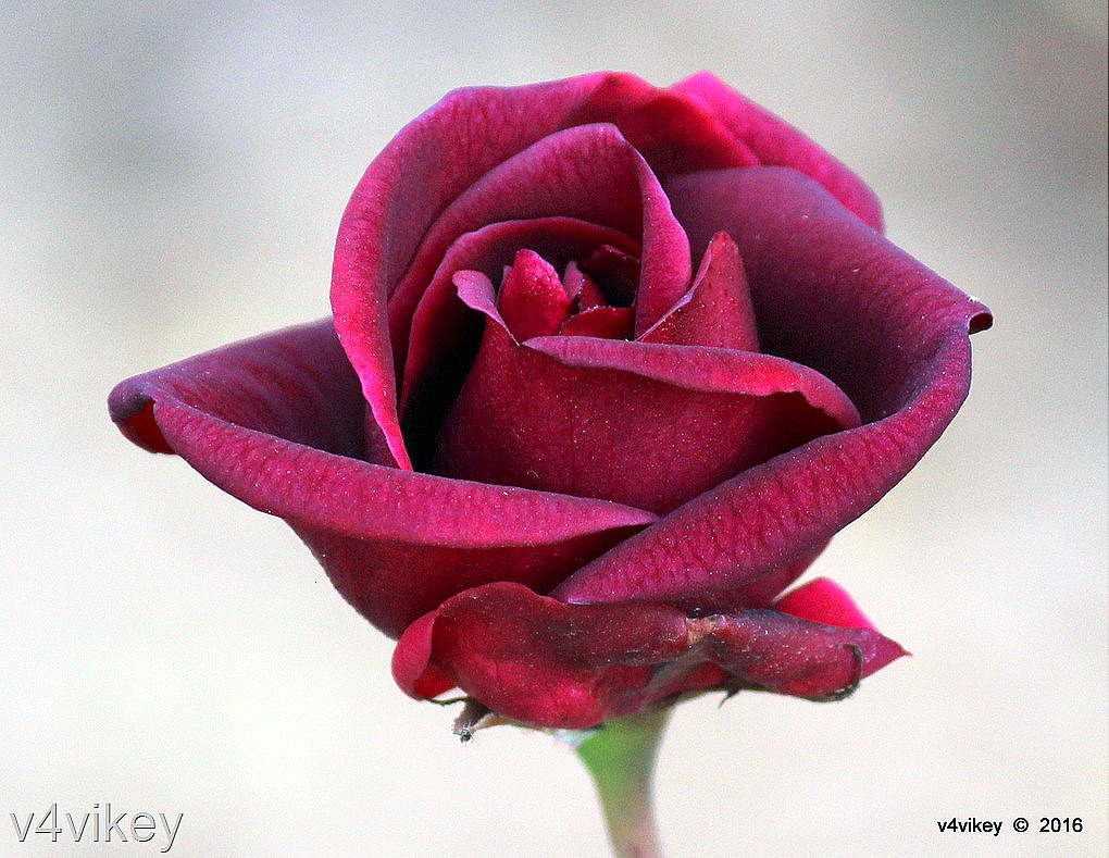 Dark Red Rose Wallpapers - Wallpaper Cave