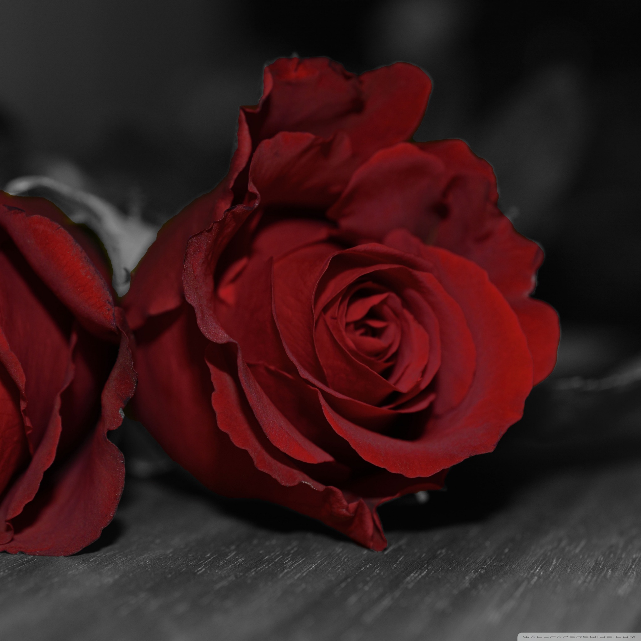 Dark Red Rose Wallpapers - Wallpaper Cave