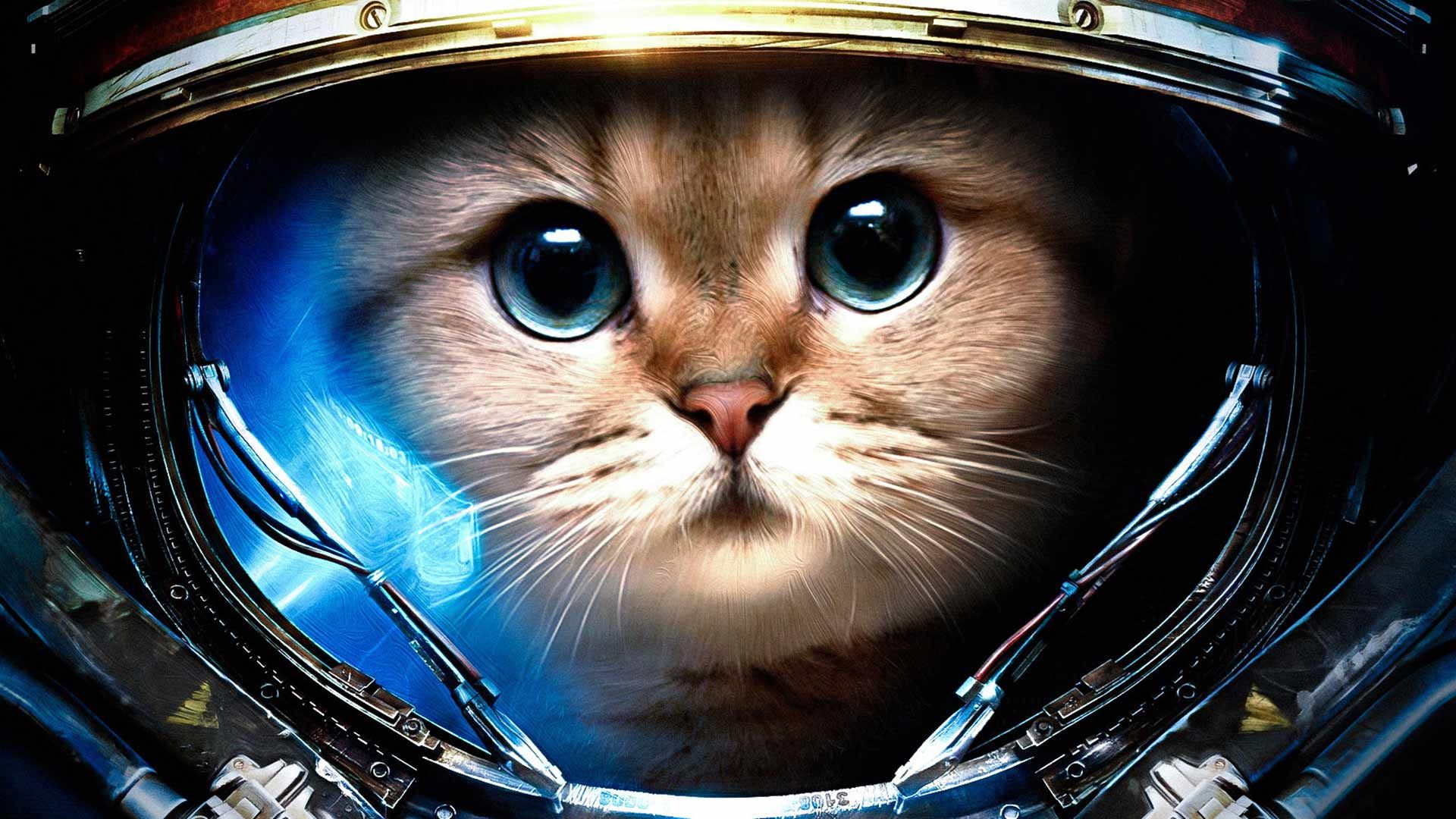 Cat Gamer Wallpapers - Wallpaper Cave