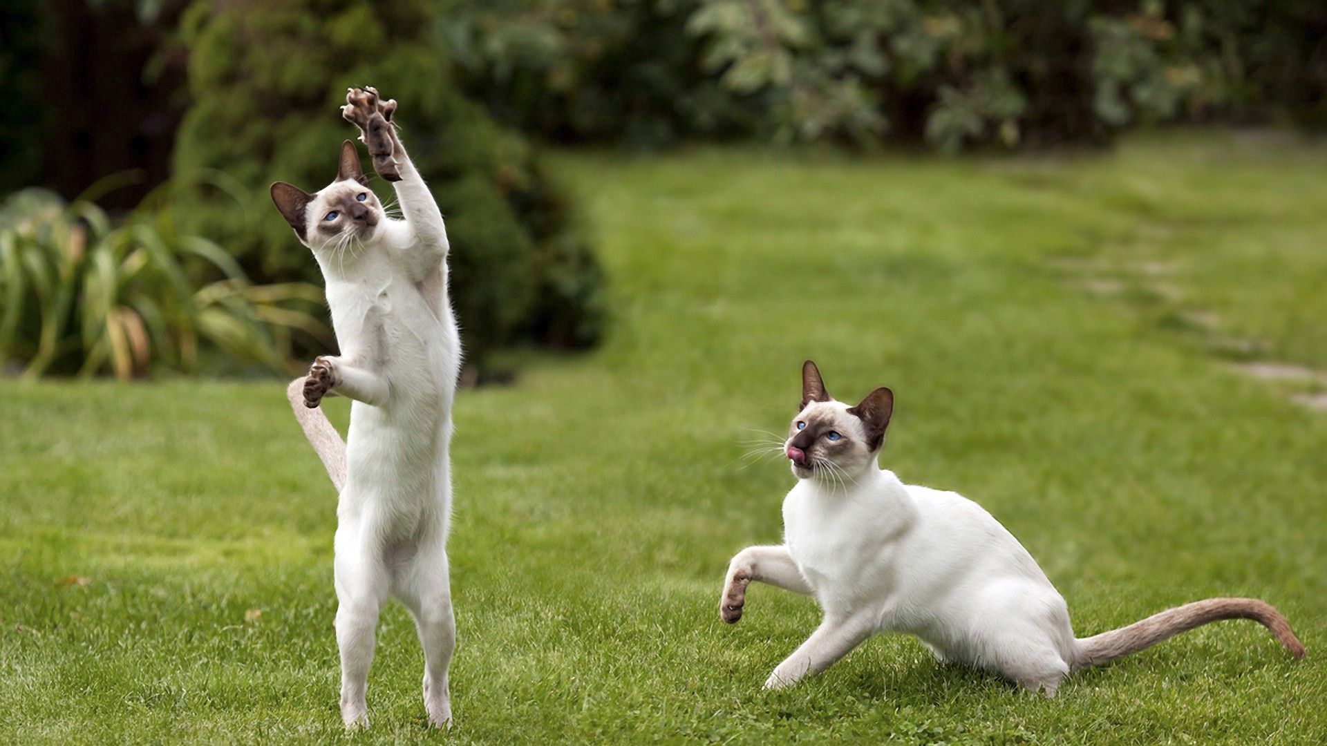 Cat Game Wallpapers - Wallpaper Cave