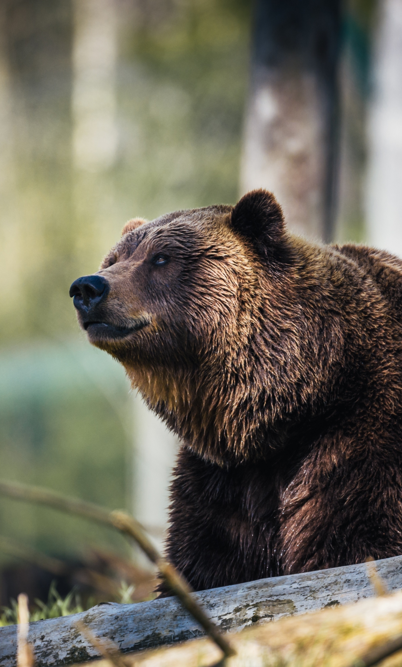 Wild Bear Wallpapers - Wallpaper Cave