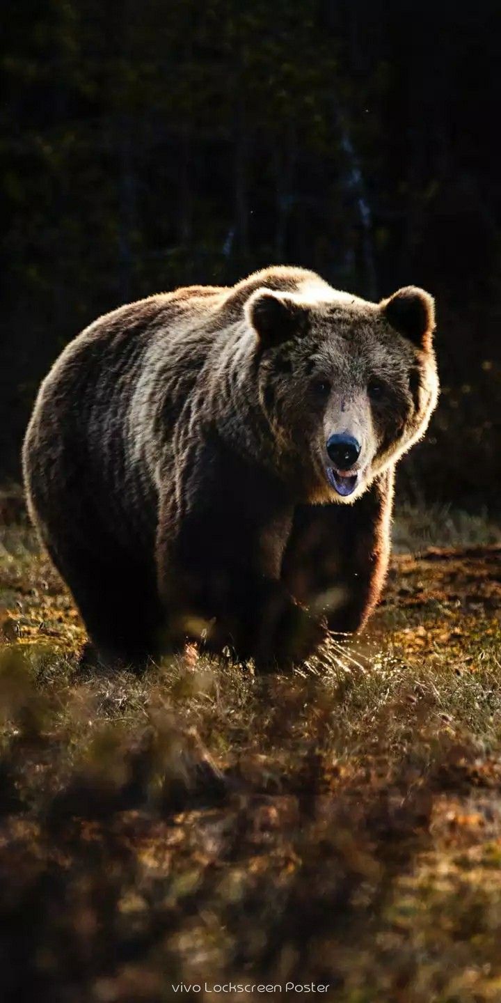 Wild Bear Wallpapers - Wallpaper Cave