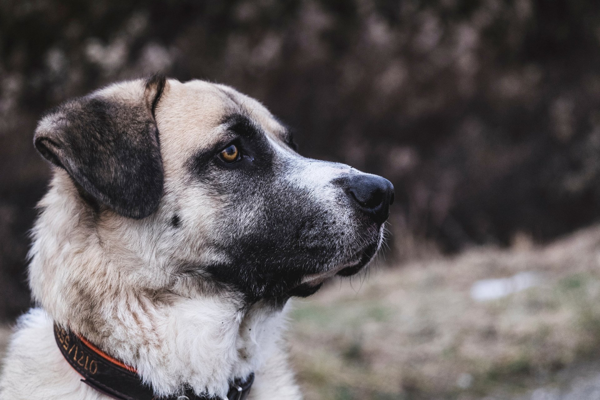 Kangal Dog Wallpapers - Wallpaper Cave