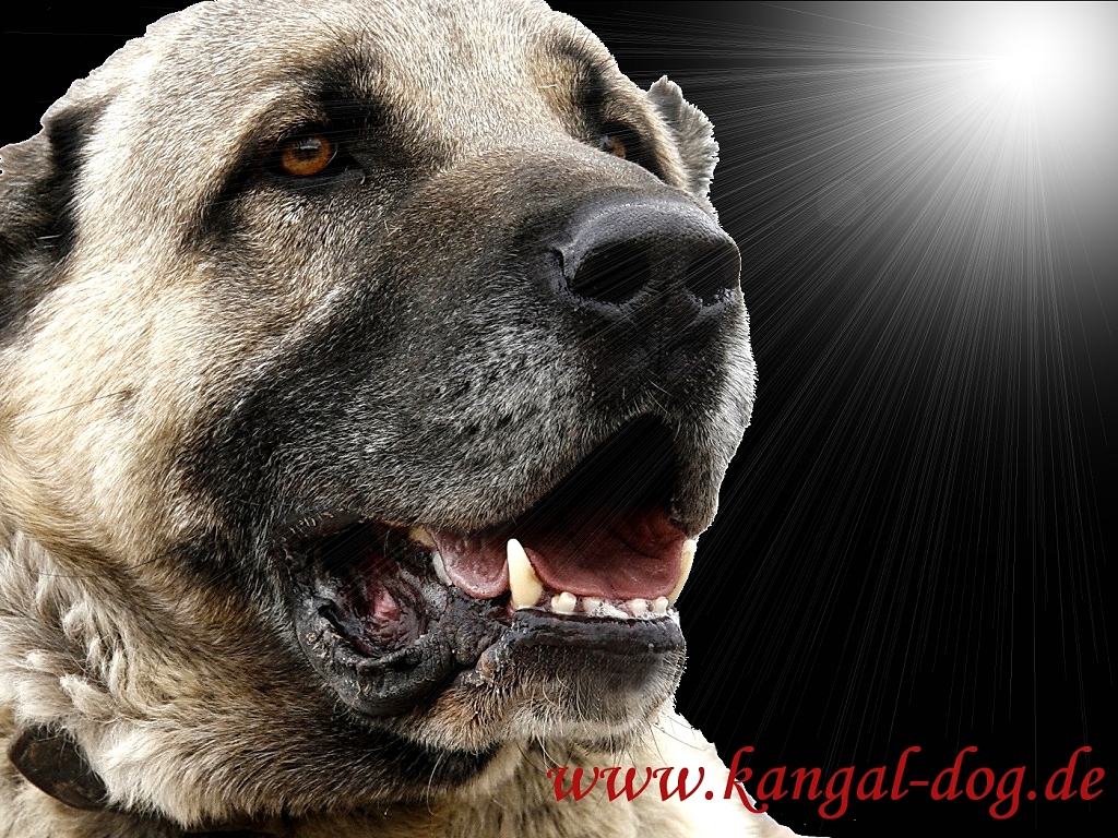 Kangal Dog Wallpapers - Wallpaper Cave