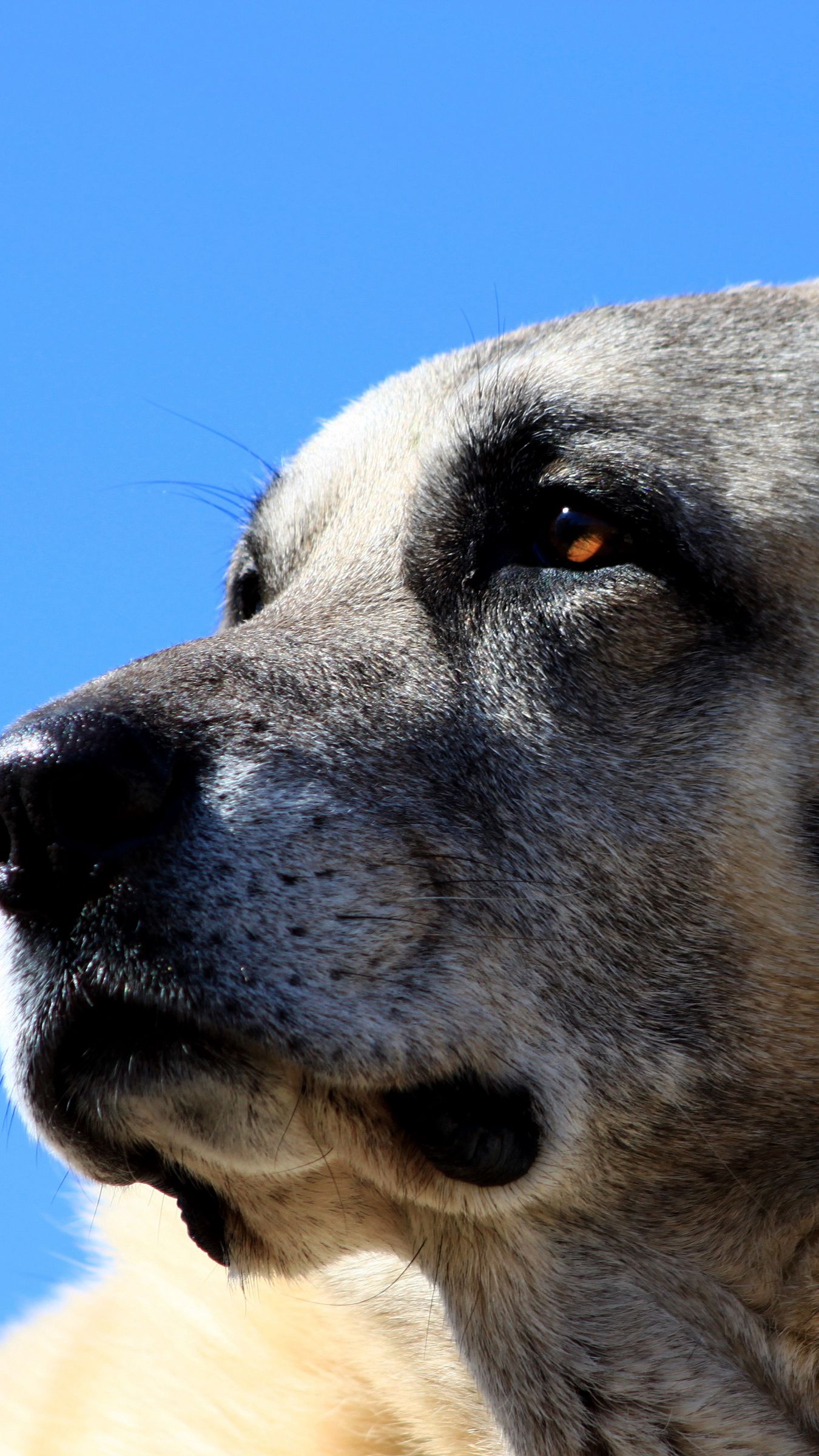 Kangal Dog Wallpapers - Wallpaper Cave