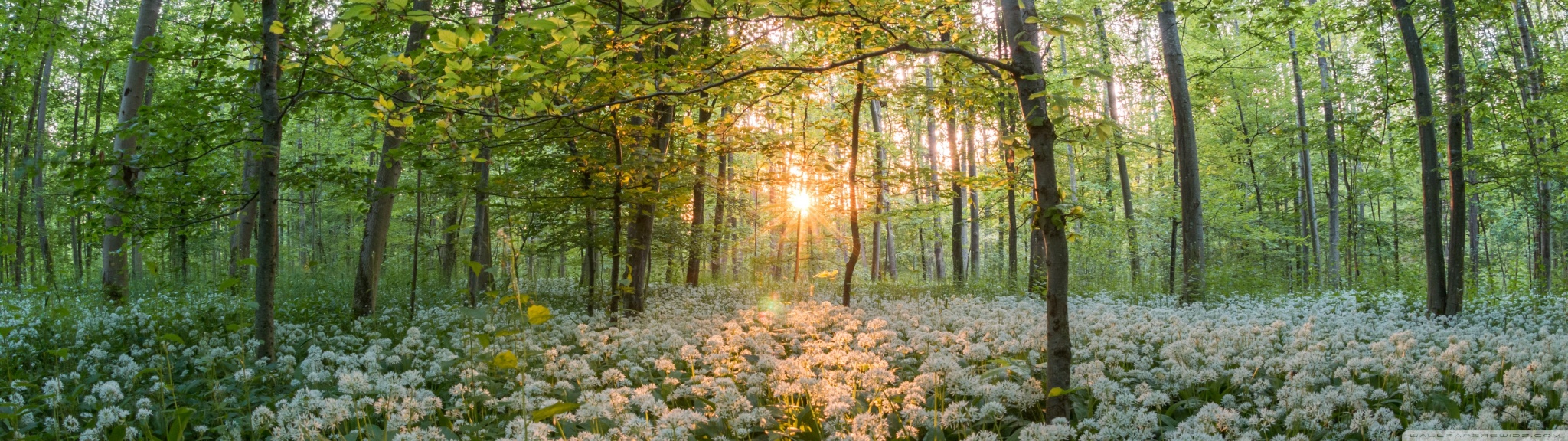 Spring Woodlands Wallpapers - Wallpaper Cave