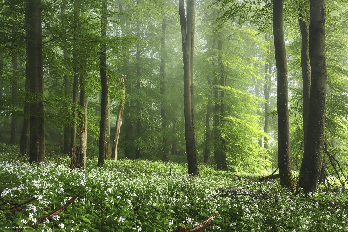 Spring Woodlands Wallpapers - Wallpaper Cave