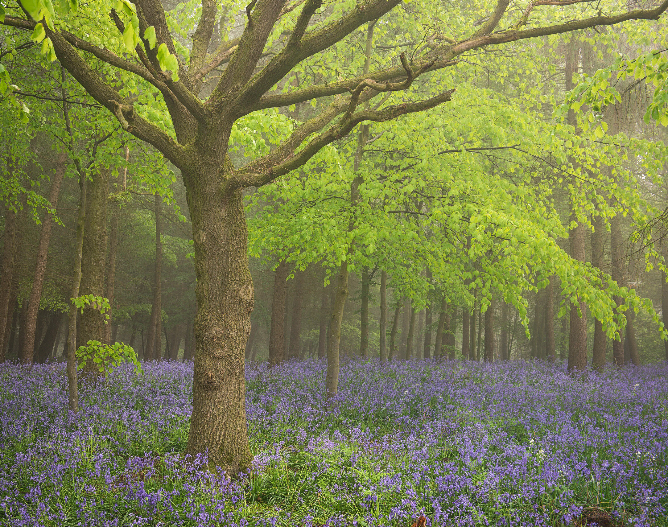 Spring Woodlands Wallpapers - Wallpaper Cave